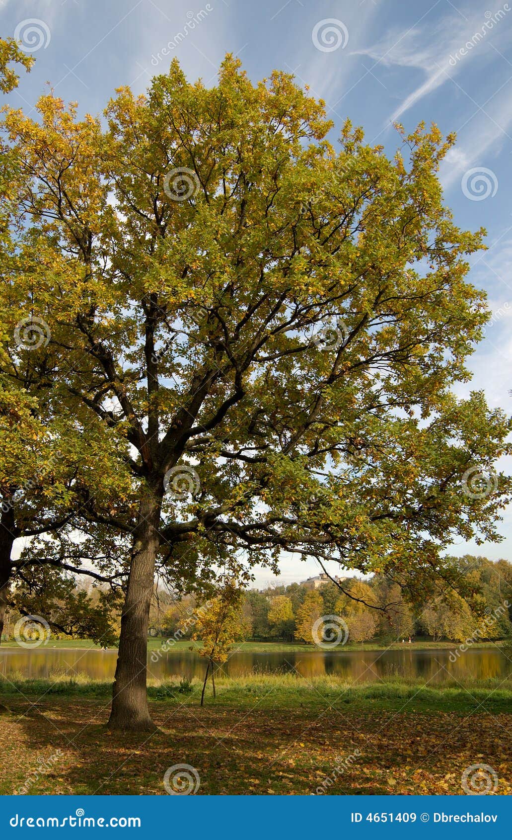Autumn Oak-tree stock image. Image of green, clouds, pond - 4651409