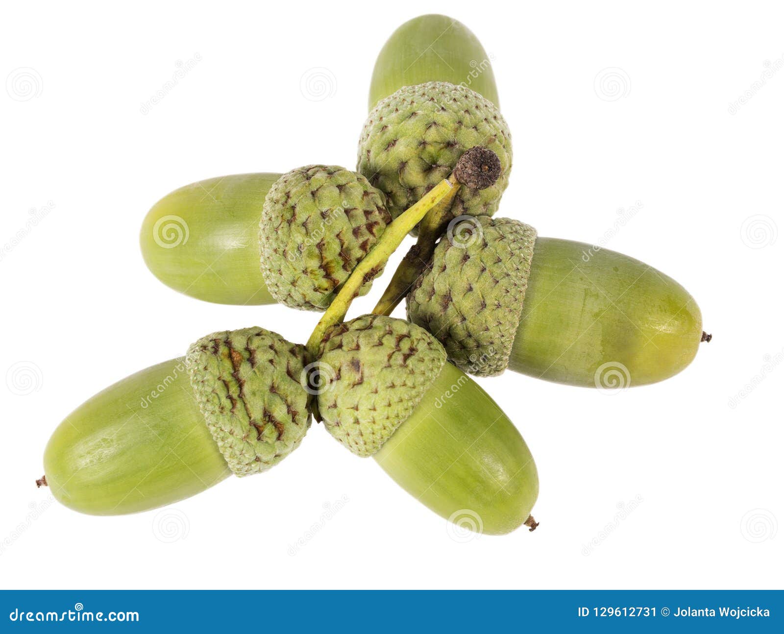 Autumn Oak Tree Fruit, Acorns, Isolated on White Background Stock Image - Image of autumn, green ...