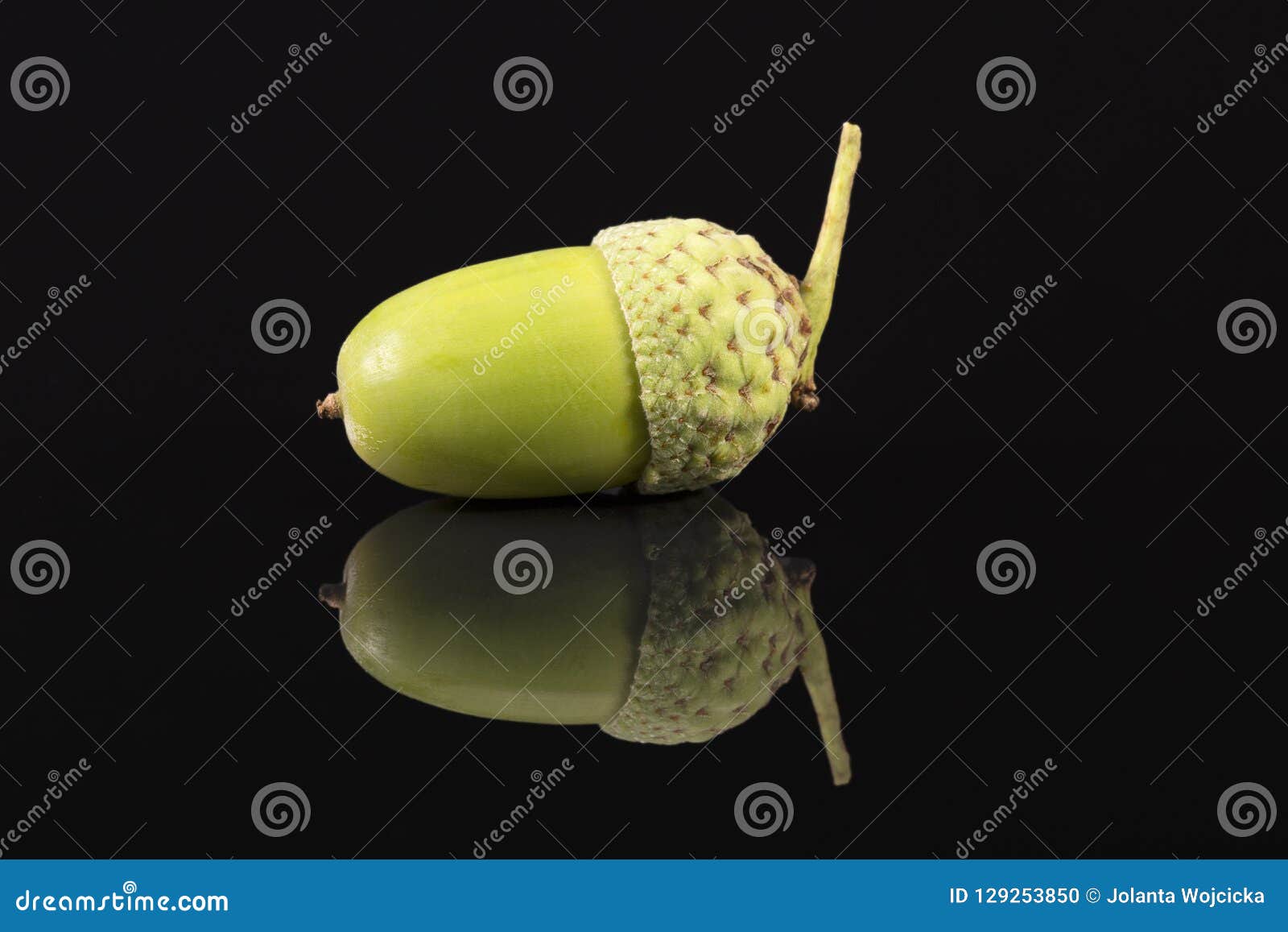Autumn Oak Tree Fruit, Single Acorn, Isolated on Black Background Stock ...