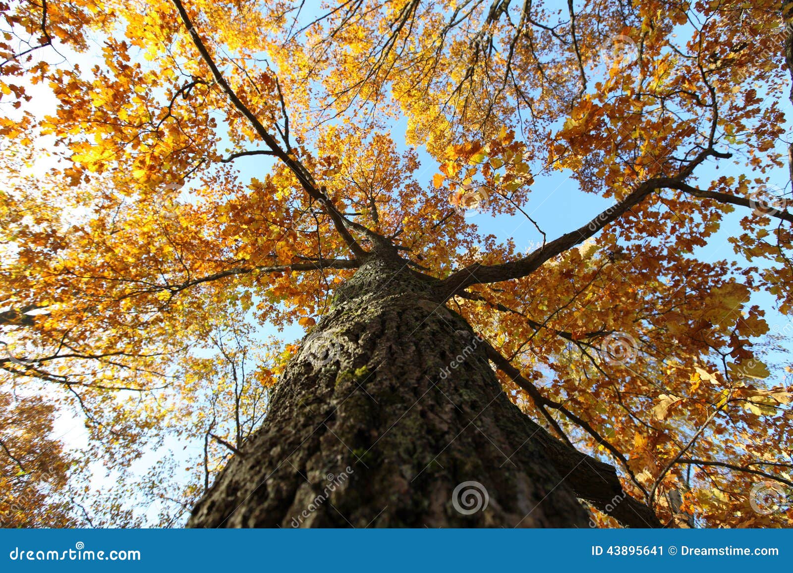 Autumn oak tree stock image. Image of forest, beautiful - 43895641