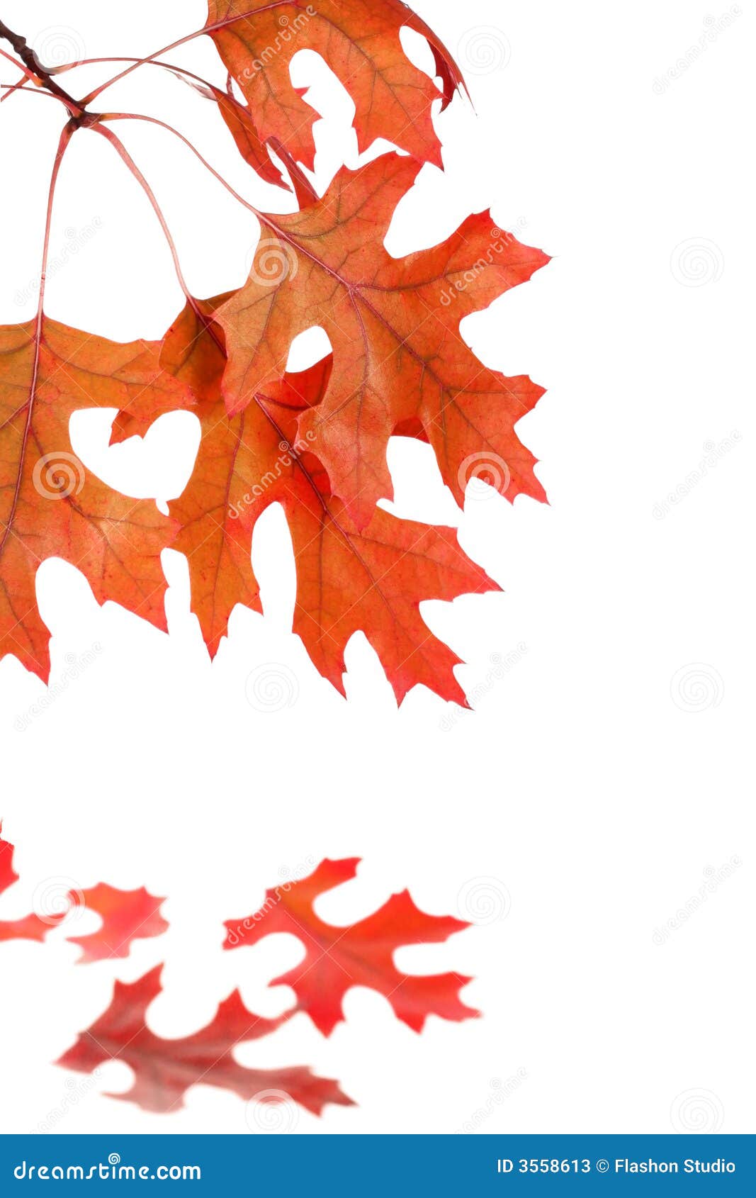 Autumn Oak Tree Leaf Pattern Stock Image - Image of tree, foliage: 3558613