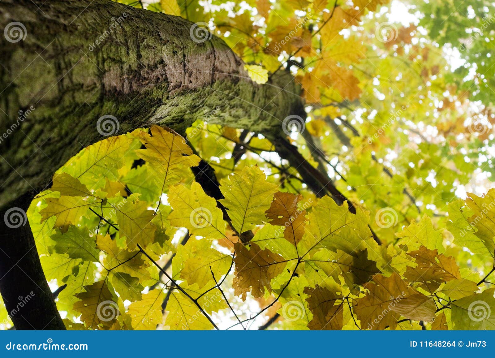 Autumn oak tree - look up stock photo. Image of timber - 11648264