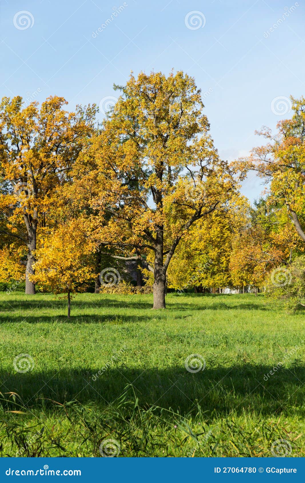 Autumn Oak Tree in the Park Stock Photo - Image of multi, travel: 27064780