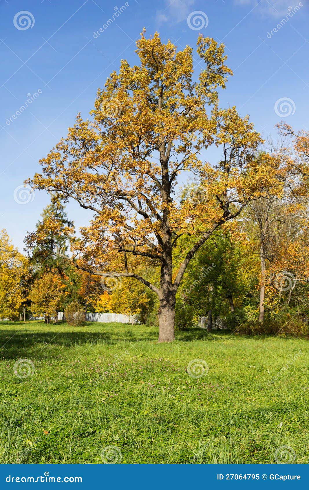 Autumn Oak Tree in the Park Stock Image - Image of yellow, tree: 27064795