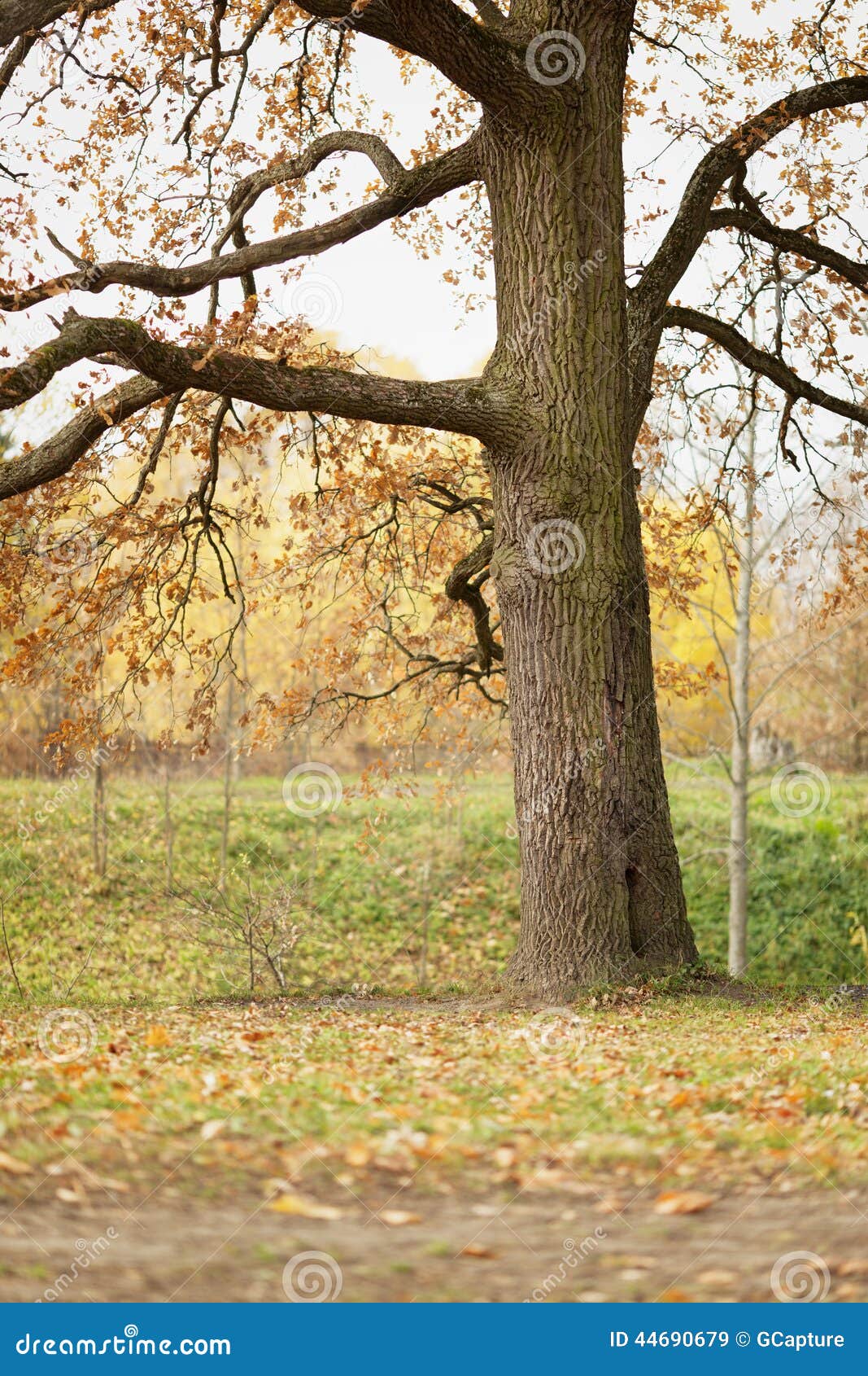 Autumn oak tree in park stock image. Image of outdoors - 44690679