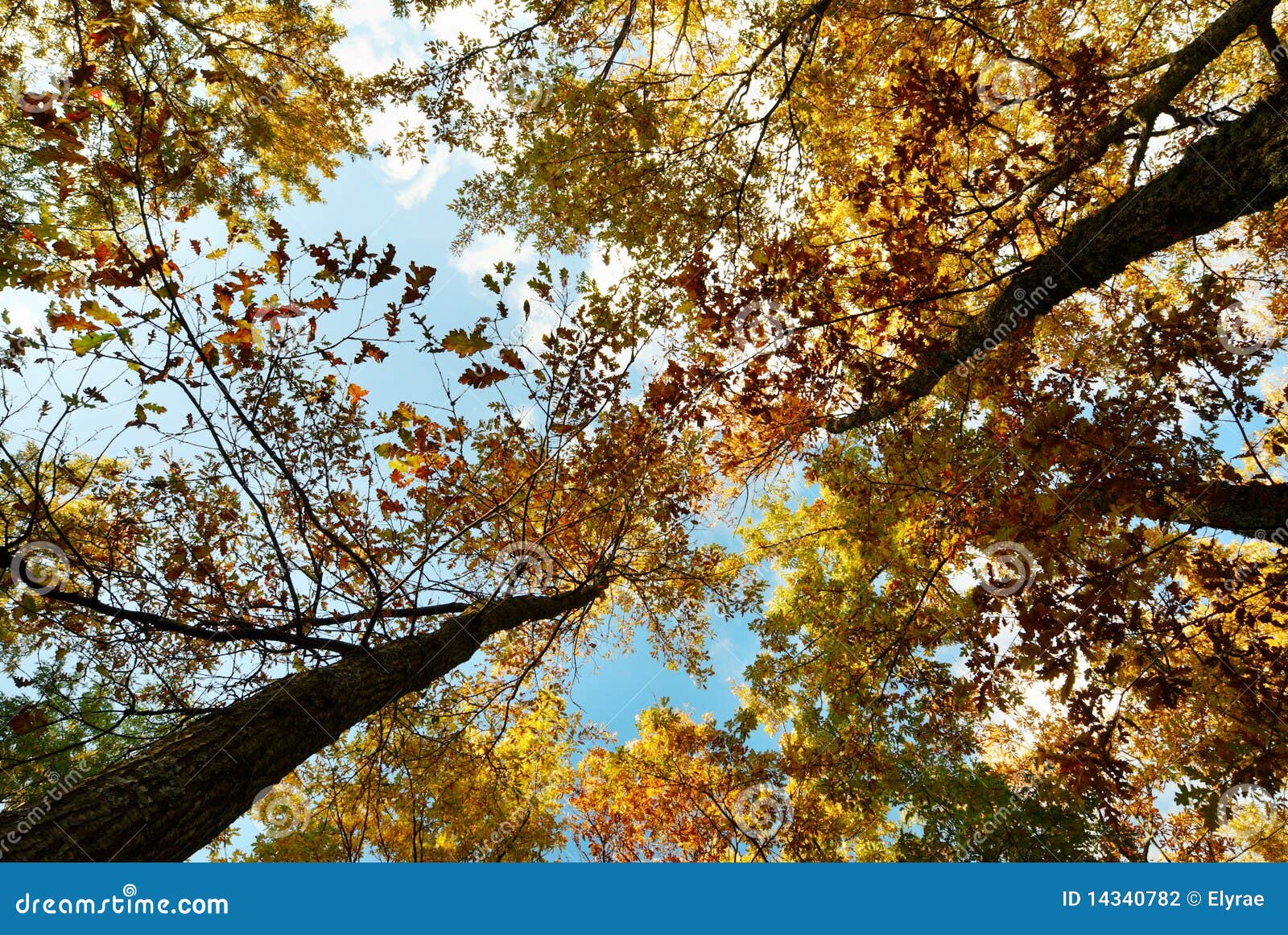 Autumn oak tree tops stock photo. Image of foliage, natural - 14340782