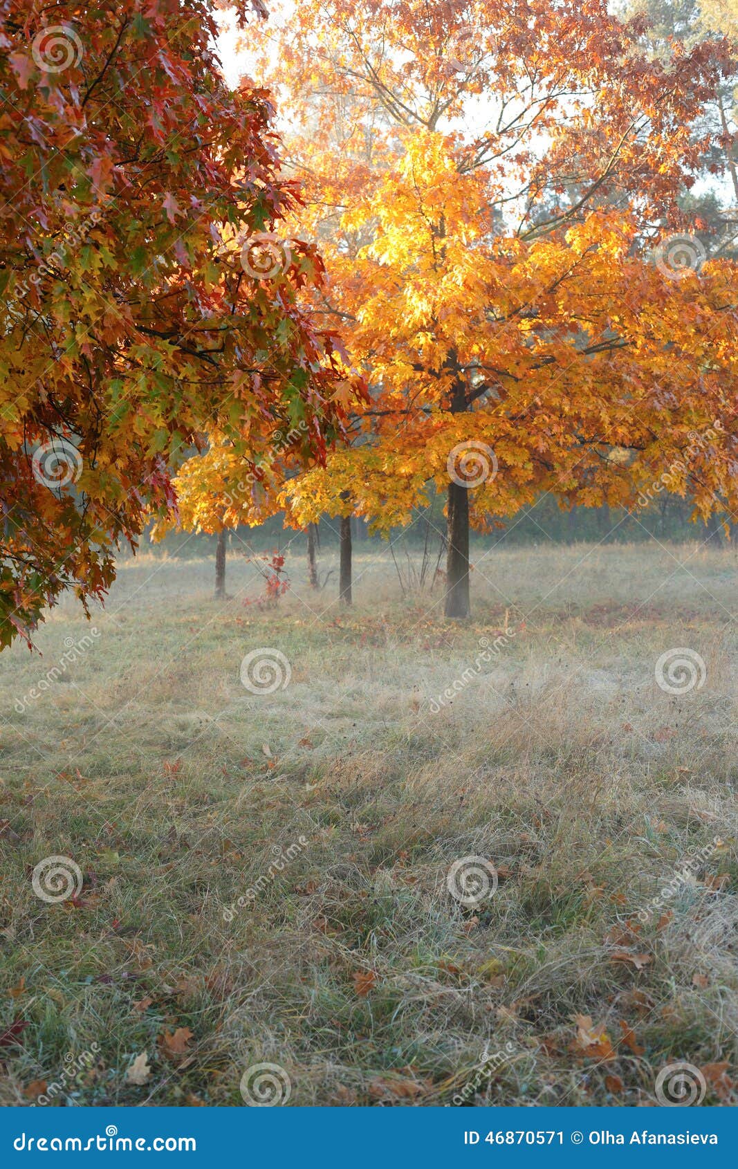 Autumn Oak Trees on a Glade Stock Image - Image of beautiful, tree ...