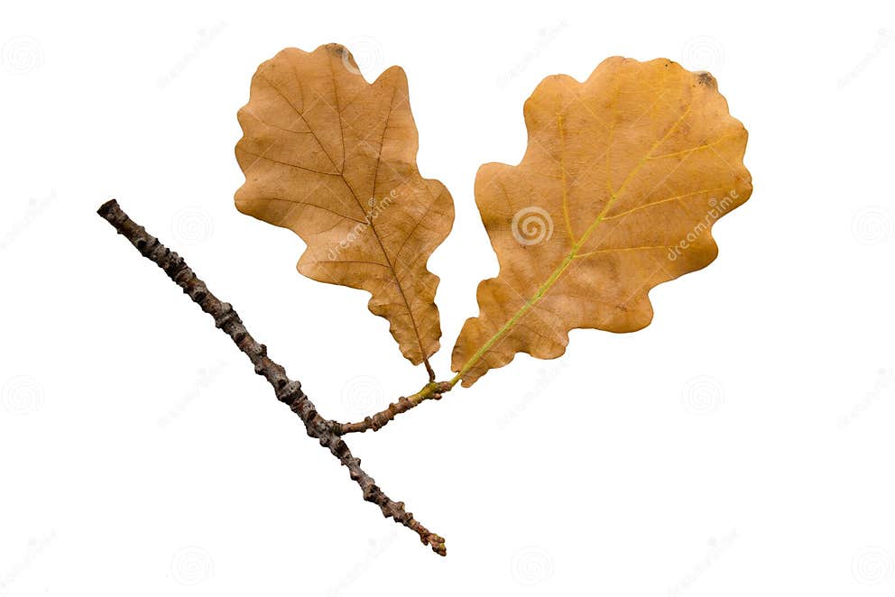 The Autumn Oak Twig on White Stock Photo - Image of white, orange: 20881304