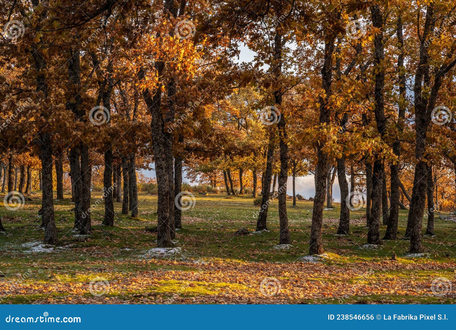 Autumn oaks stock photo. Image of fallen, brown, meadow - 238546656