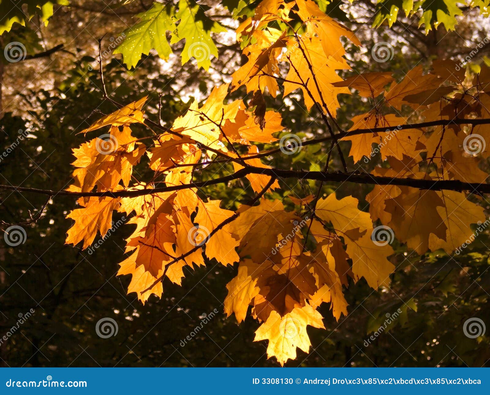 Autumn oaks leaves stock photo. Image of natural, nature - 3308130