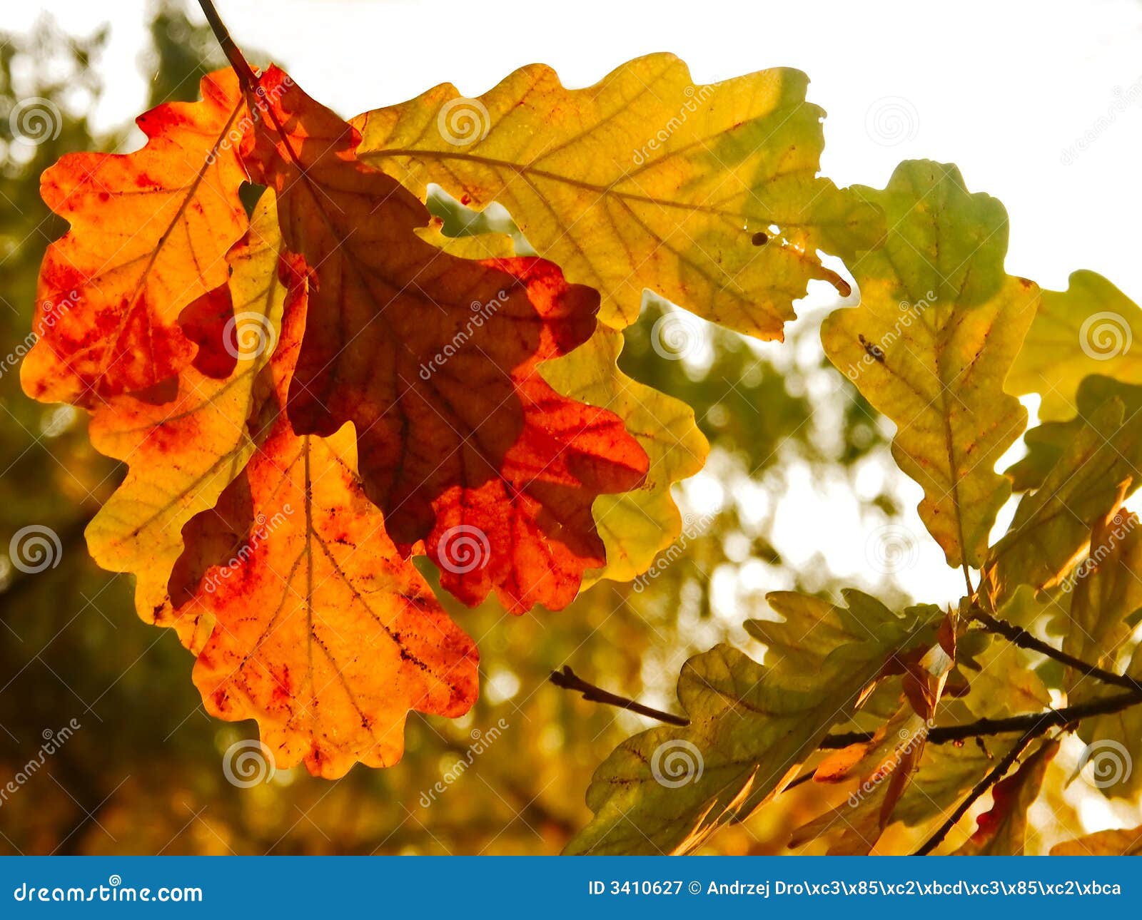 Autumn oaks leaves stock image. Image of nature, autumnal - 3410627