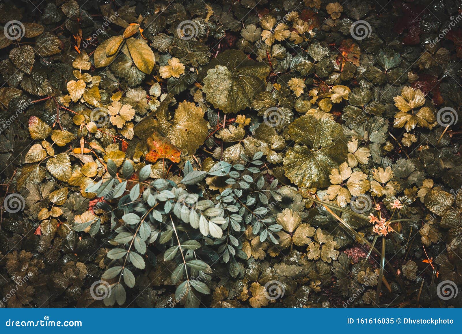 Autumn Ochre Leaves after Rain Background Stock Image - Image of ground ...