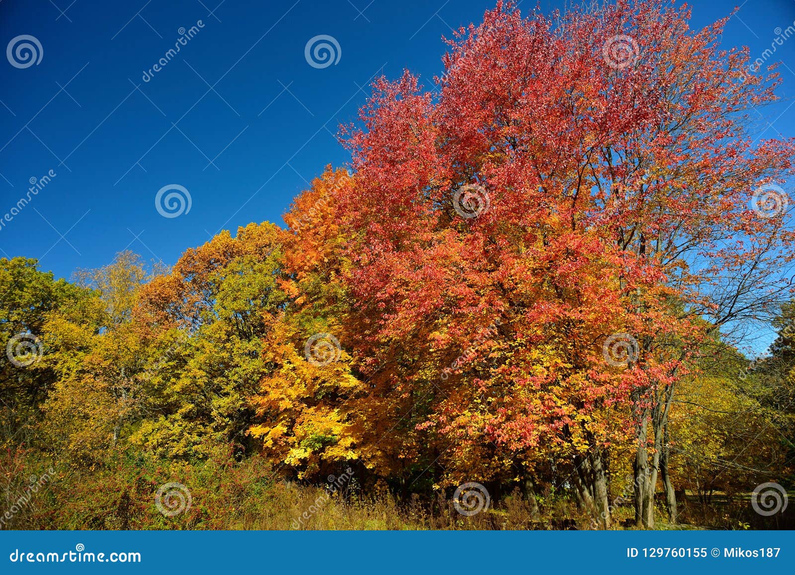 Autumn in October stock image. Image of forest, leaves - 129760155