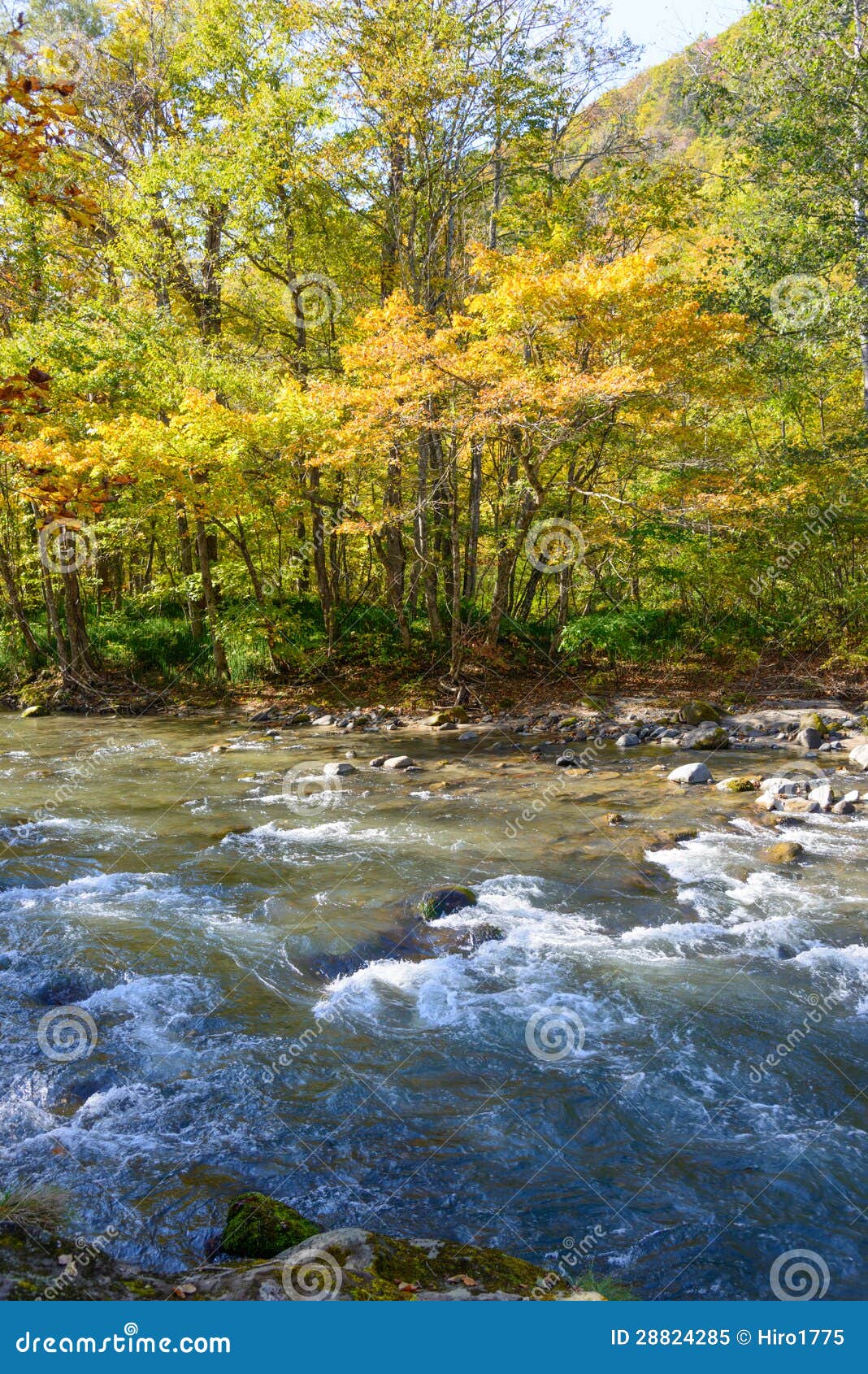 Autumn of Oirase Gorge in Aomori Pref. Stock Image - Image of tourist, aomori: 28824285