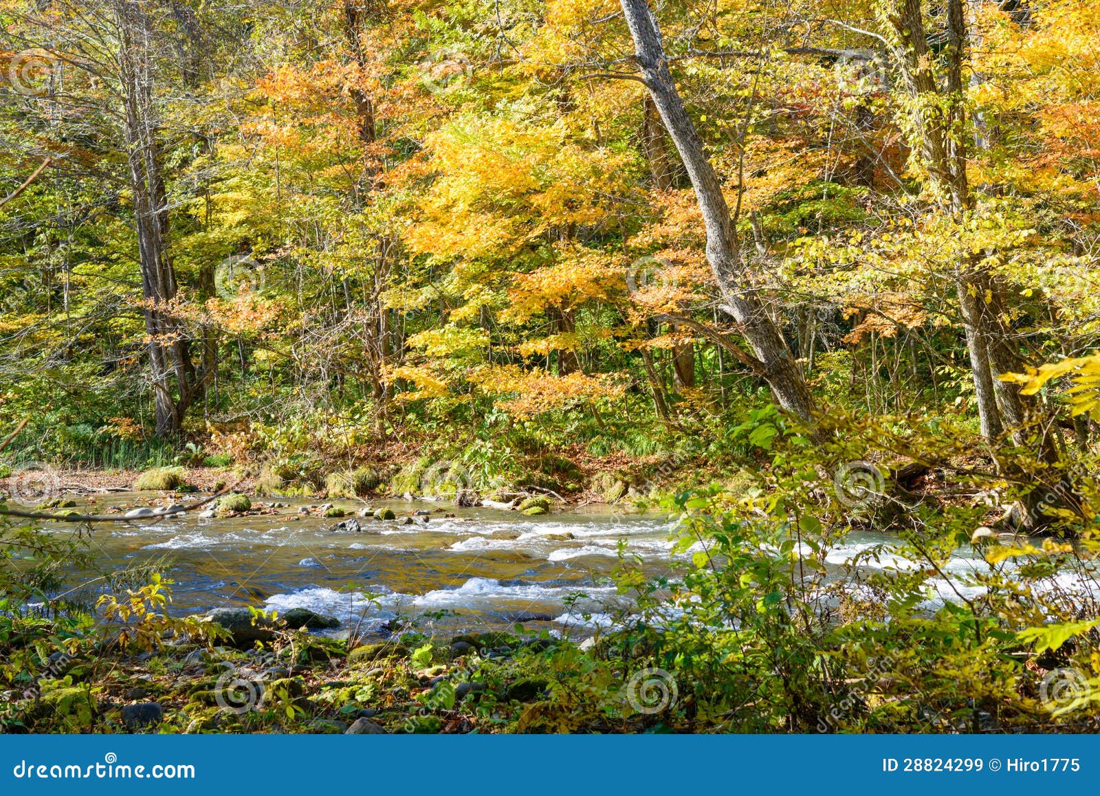 Autumn of Oirase Gorge in Aomori Pref. Stock Image - Image of asia, travel: 28824299