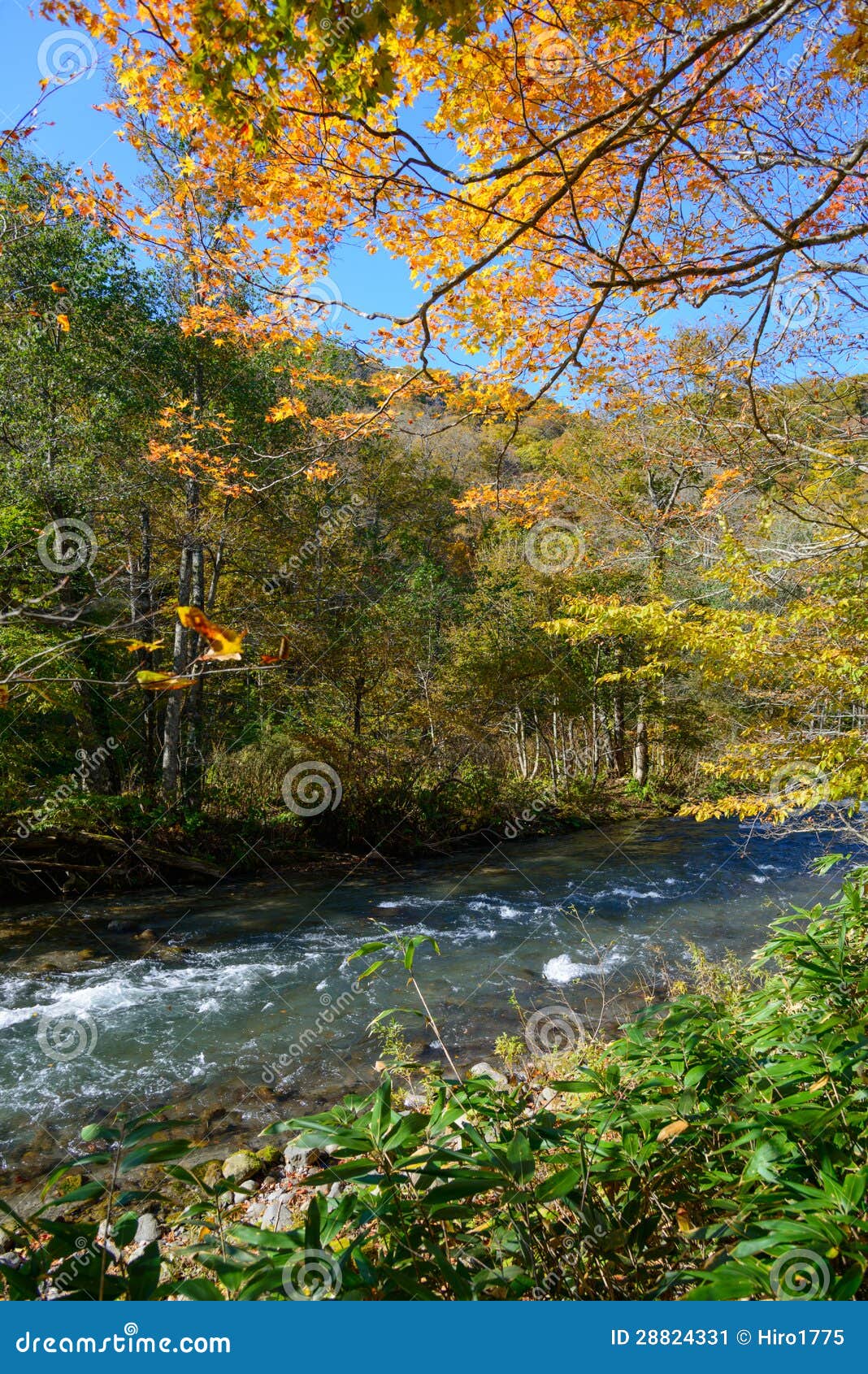 Autumn of Oirase Gorge in Aomori Pref. Stock Image - Image of hachimantai, nature: 28824331