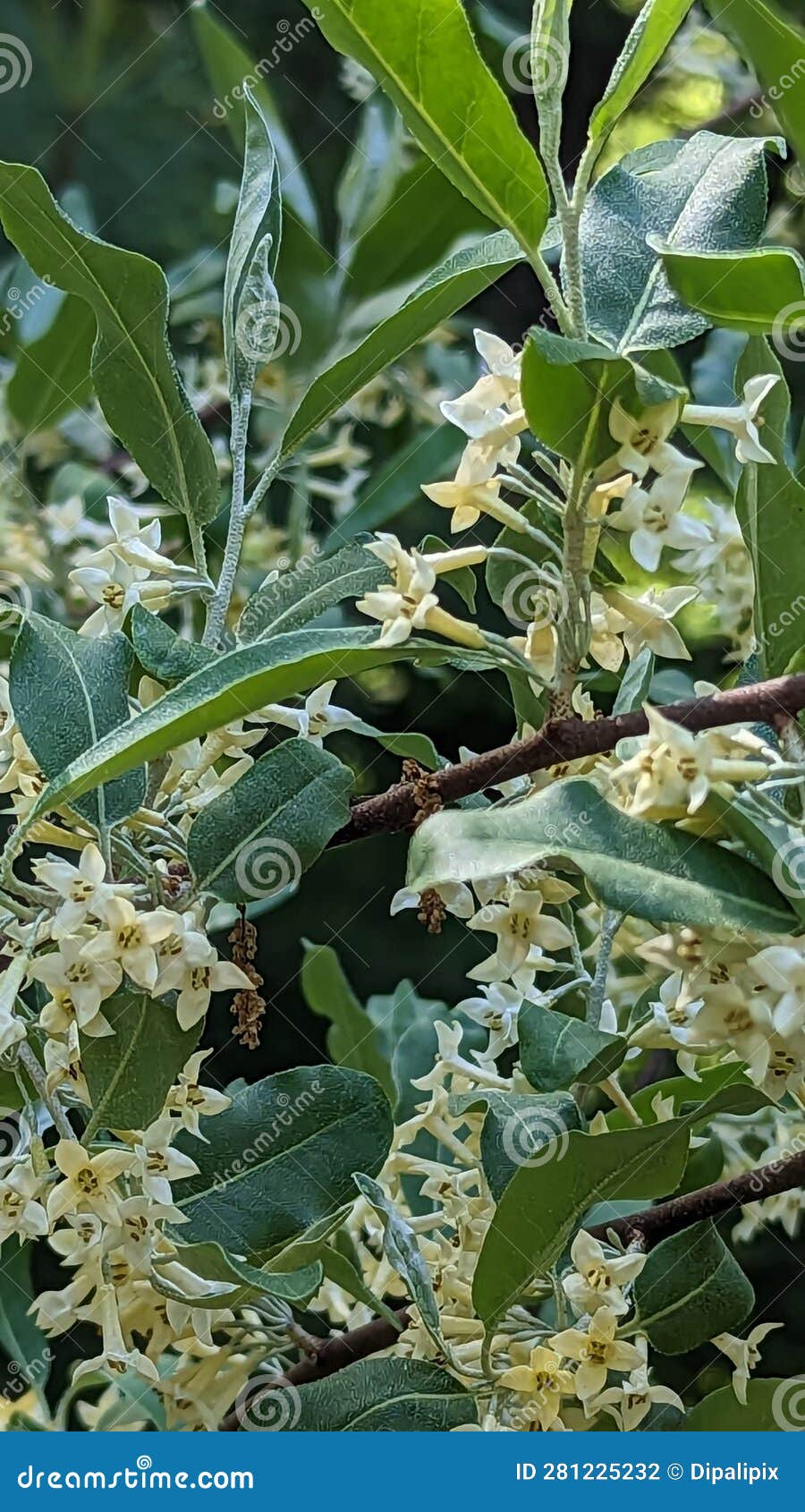 Autumn Olive Flowering in Summers Stock Photo - Image of umbellata ...