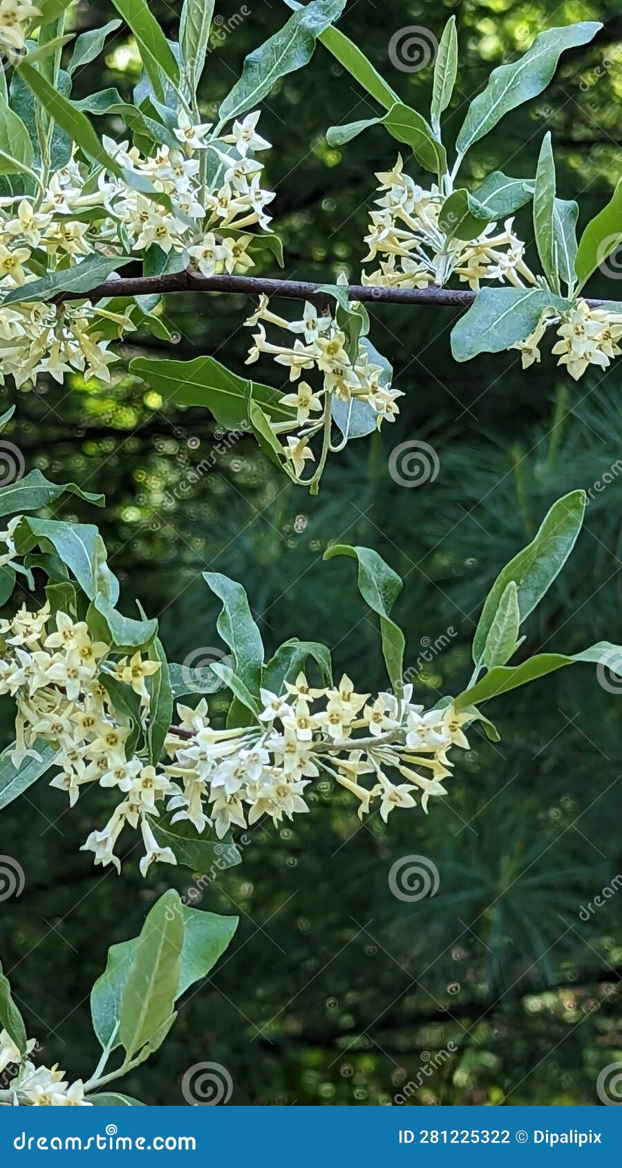 Autumn Olive Flowering in Summers Stock Photo - Image of food, berry ...