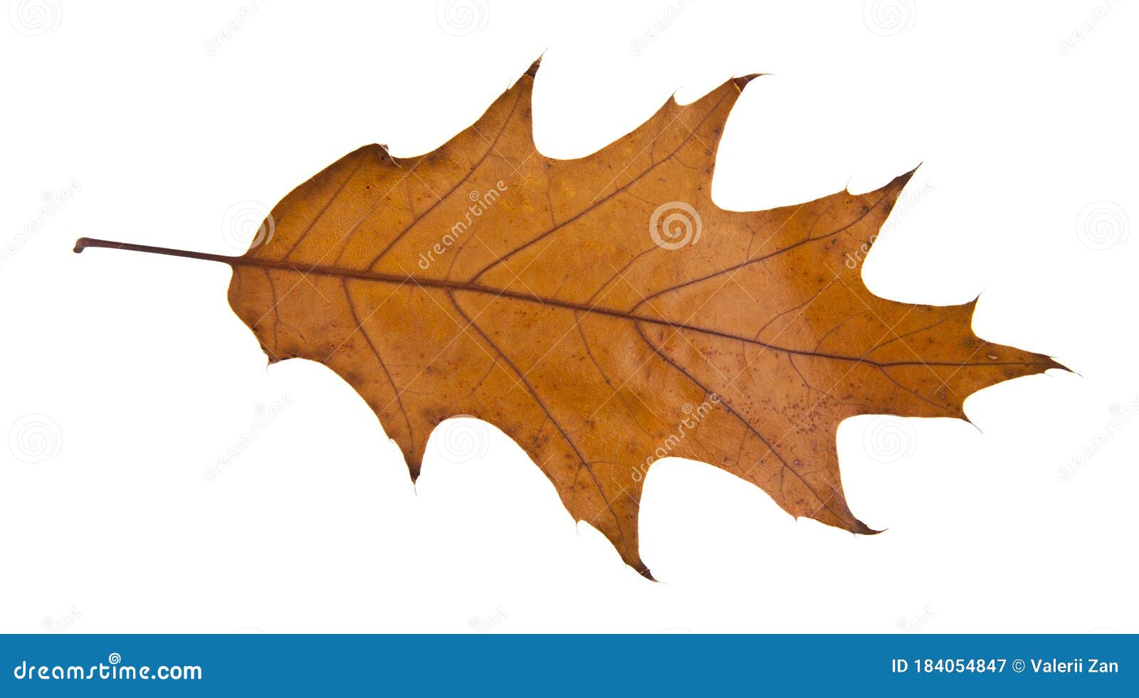 Autumn One Orange Leaf Isolated on White Stock Image - Image of nature ...