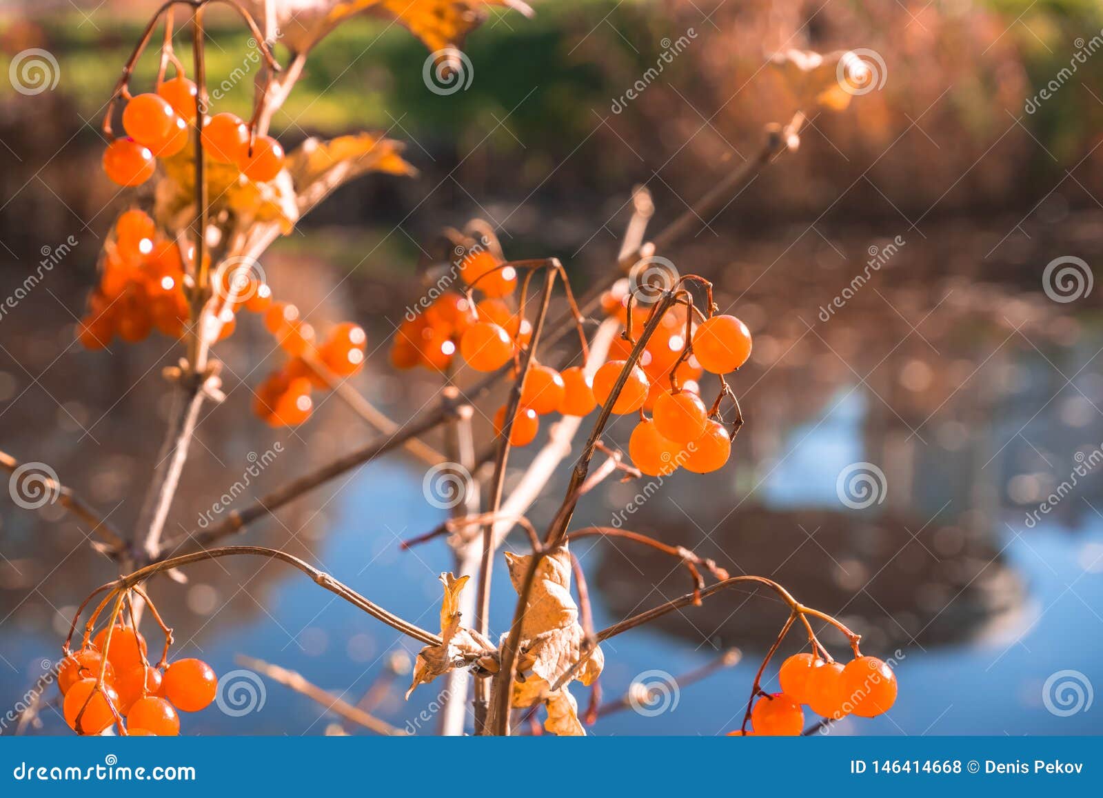 Autumn orange berries stock photo. Image of natural - 146414668