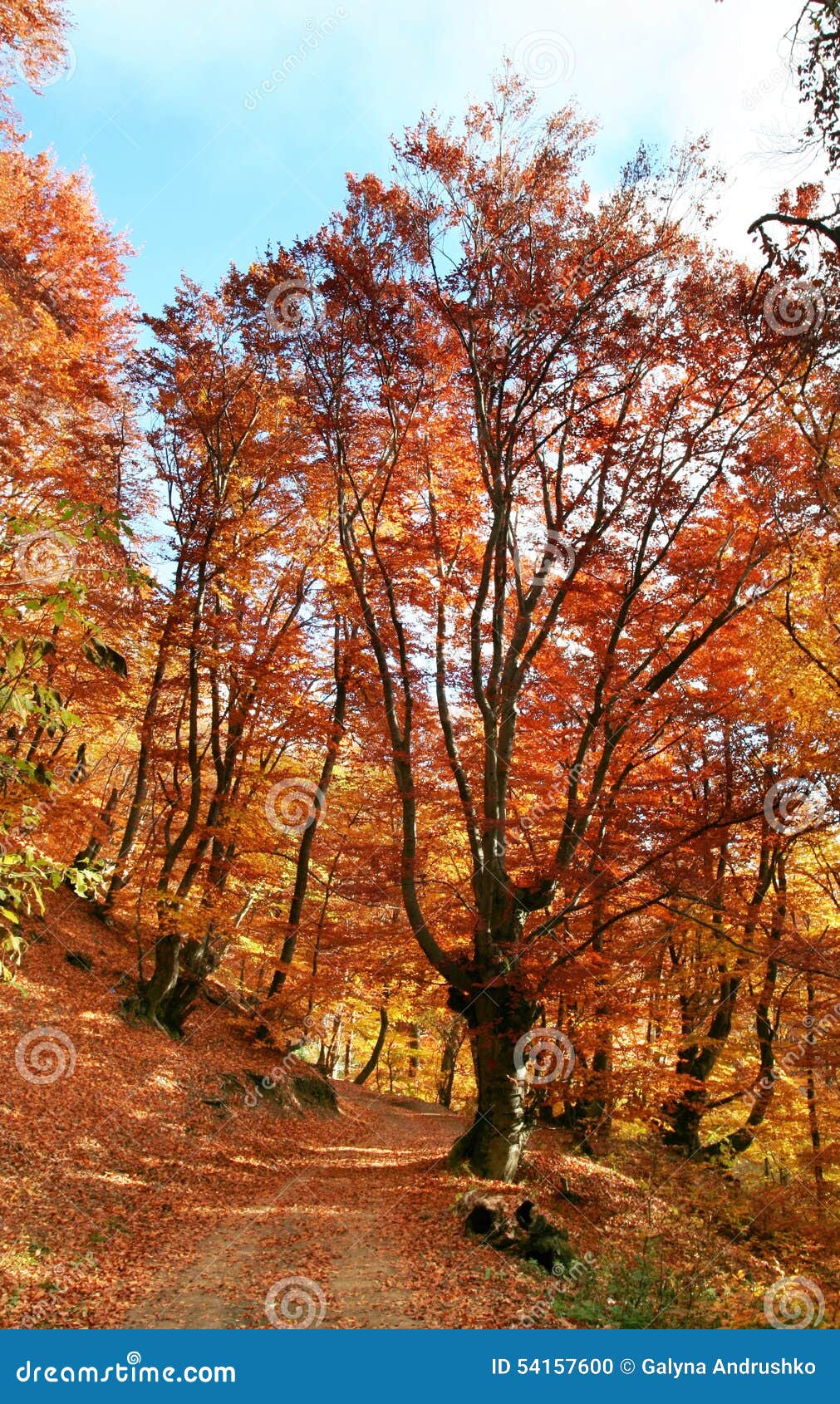 Autumn orange forest stock photo. Image of park, countryside - 54157600