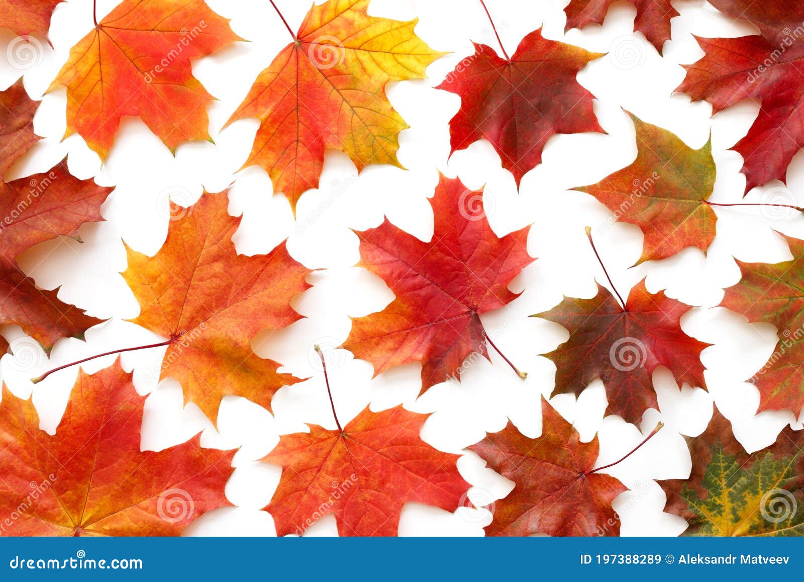 Autumn Orange Leaves Falling Down Isolated on White Background Stock ...