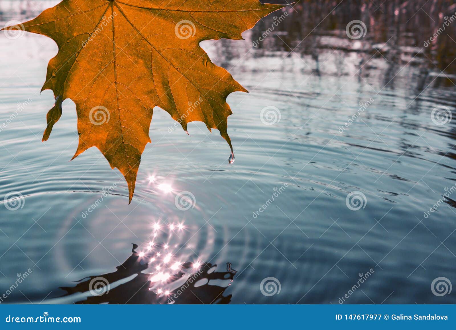 Autumn Orange Maple Leaf Over the Water on the Lake Stock Image - Image ...