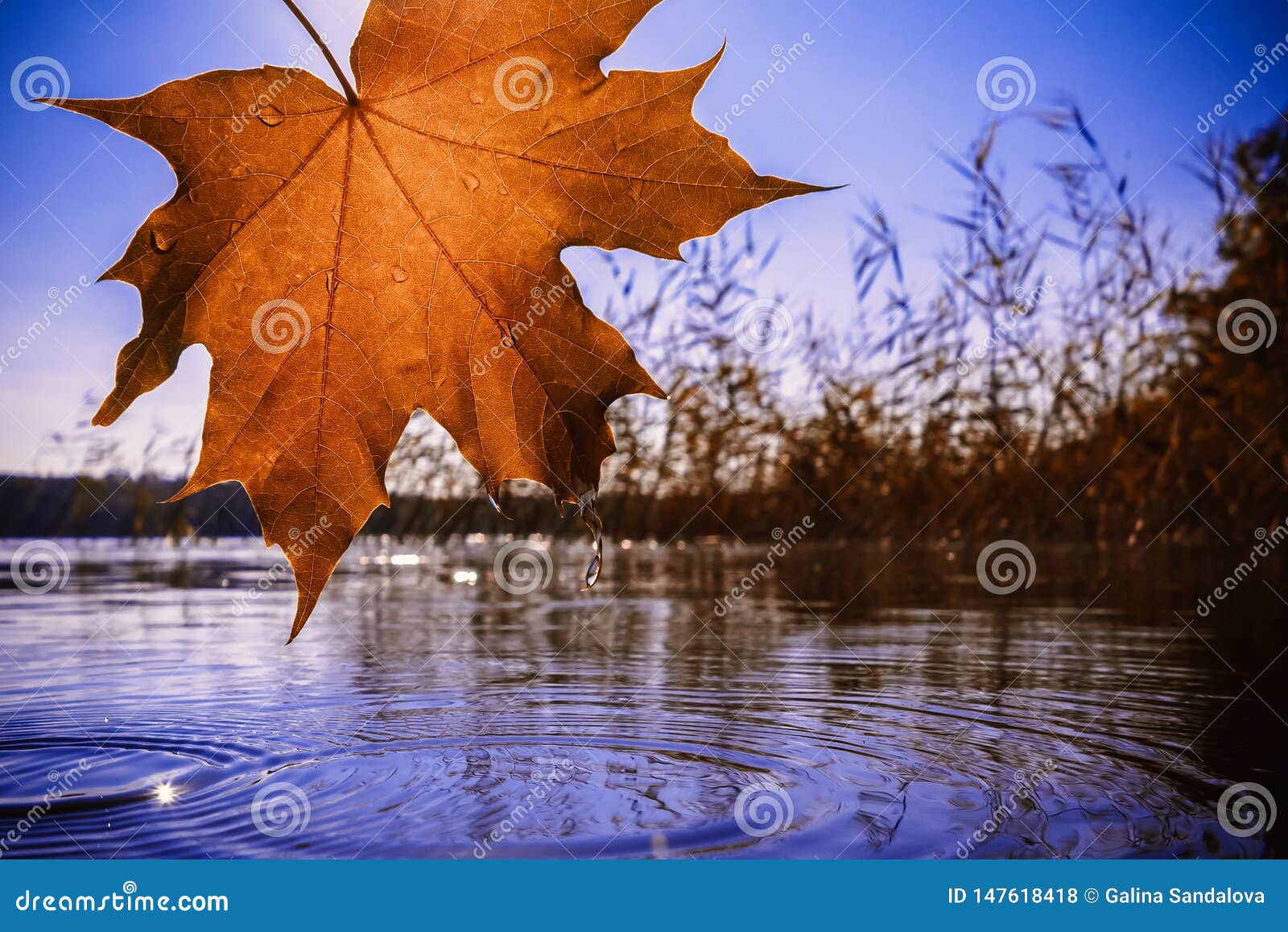 Autumn Orange Maple Leaf Over the Water on the Lake Stock Photo - Image ...