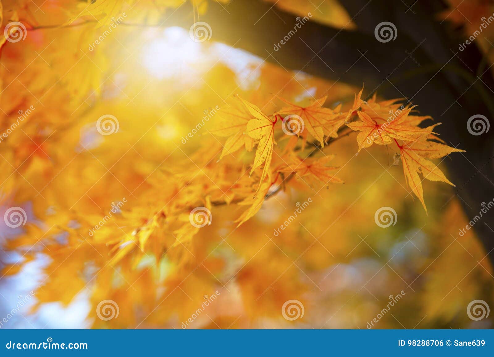 Autumn orange Maple Tree stock photo. Image of fresh - 98288706