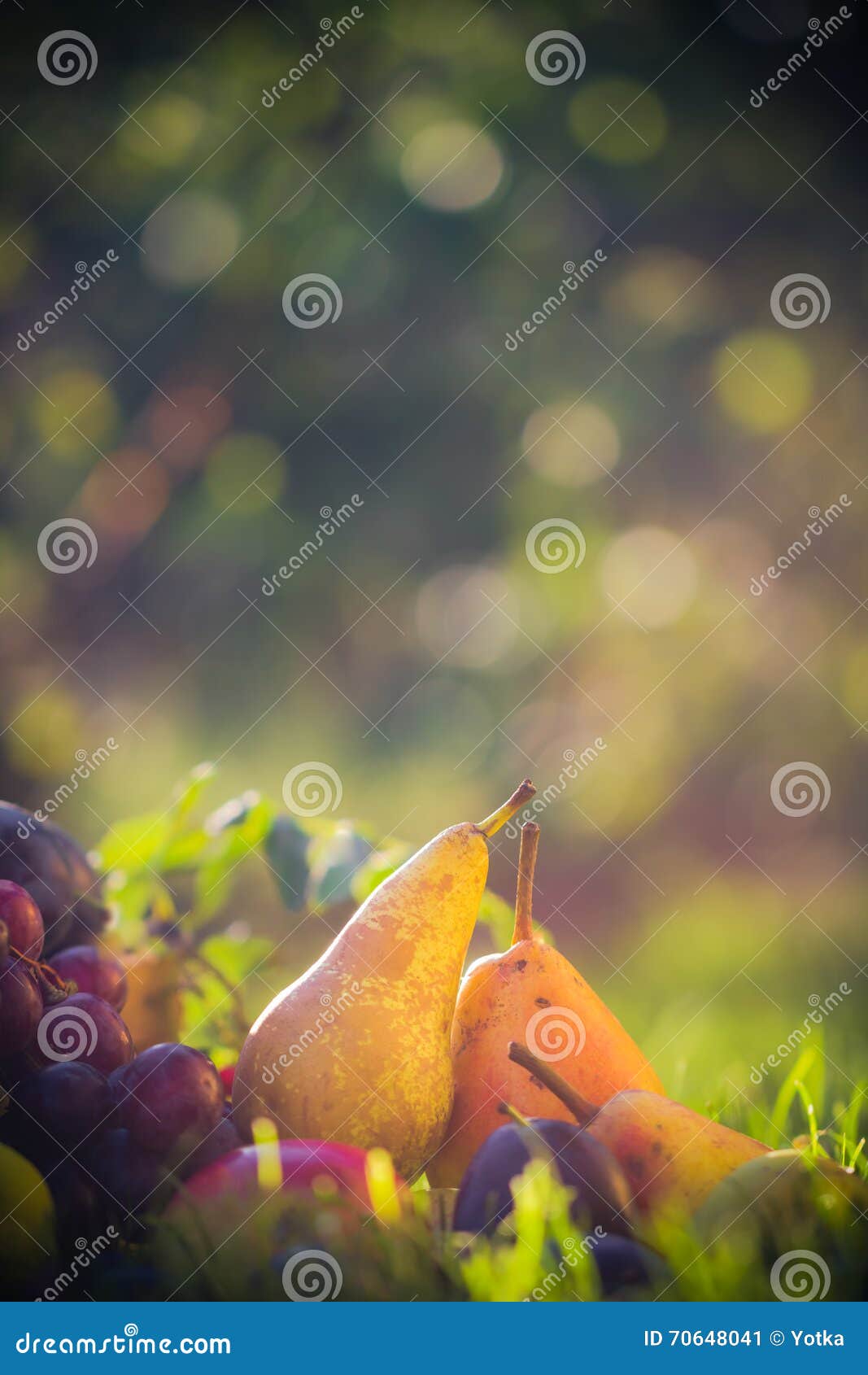 Autumn Orchard Fruit Crops Grass Sunset Stock Image - Image of grapes ...