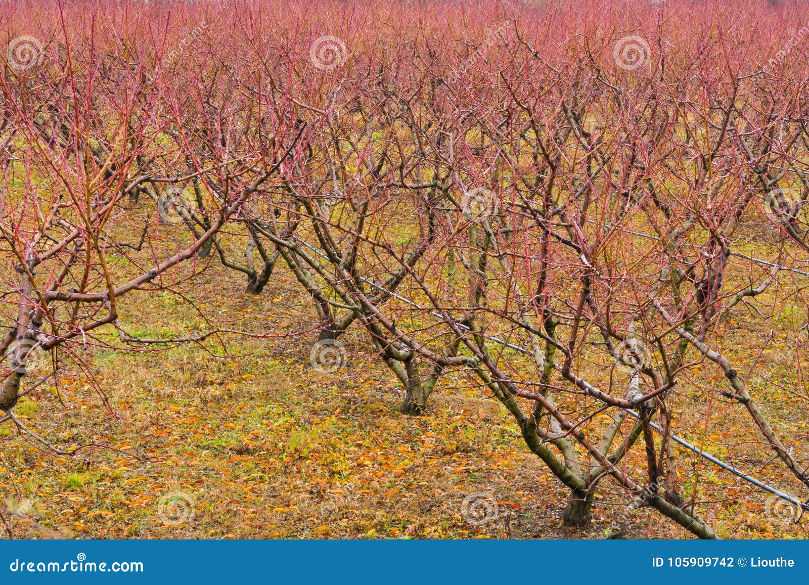 Autumn Orchard West Macedonia, Greece Stock Photo - Image of fall ...