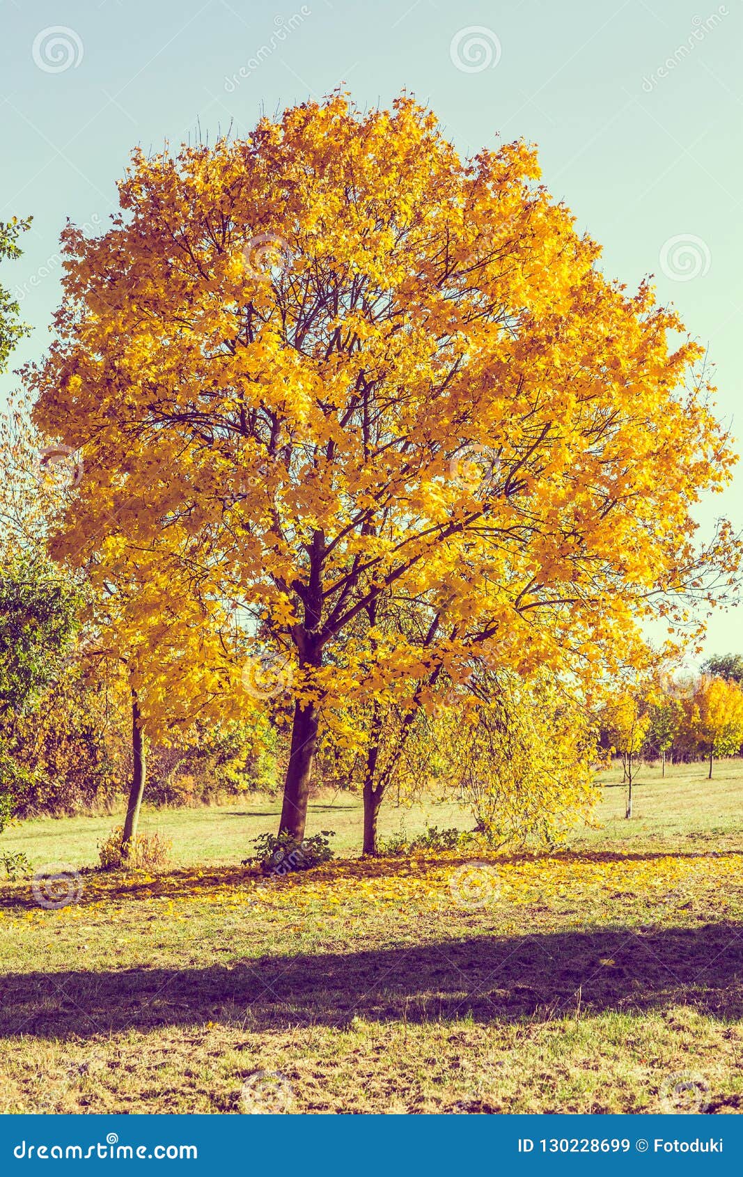 Autumn Outdoor Nature Scene with Tree Stock Image - Image of floral ...