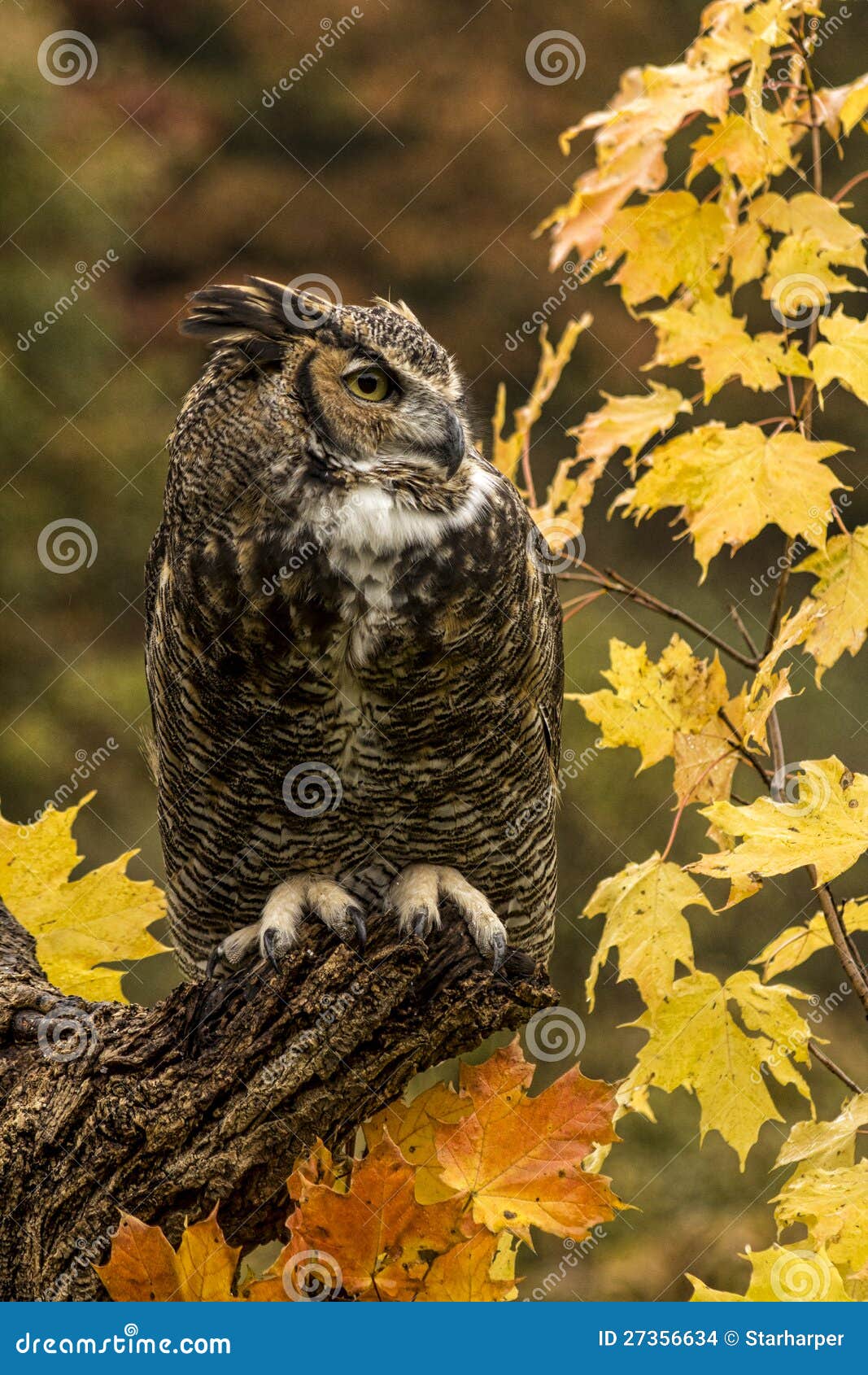 Autumn Owl stock photo. Image of bird, nature, great - 27356634