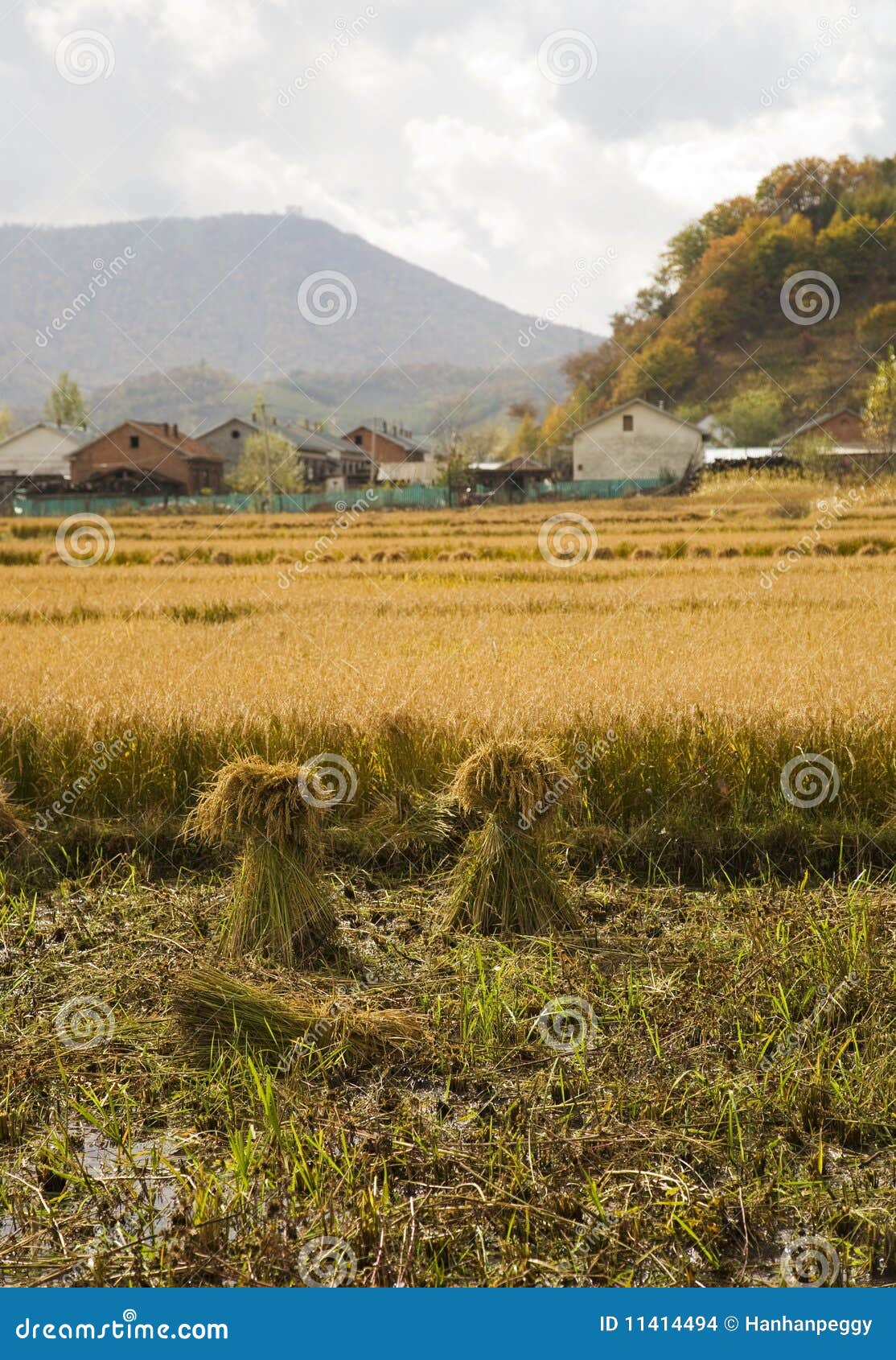 Rice Harvest In Rural India. Rice Paddies, Indian Countryside Royalty ...