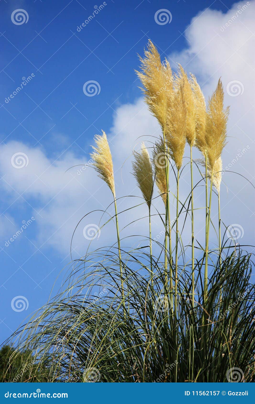 Autumn Pampus grass stock image. Image of straight, blades - 11562157