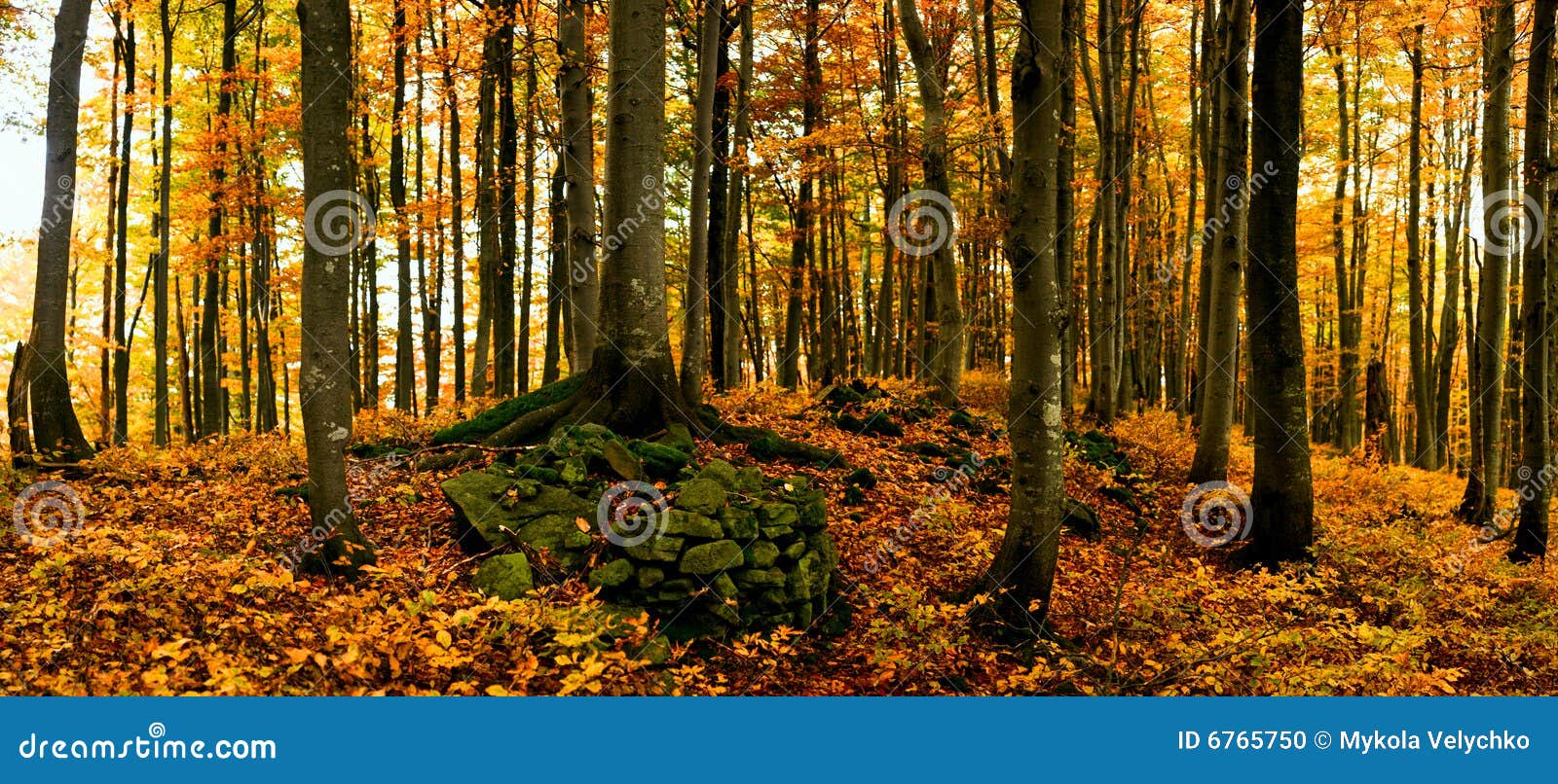 Autumn panorama stock photo. Image of season, park, area - 6765750