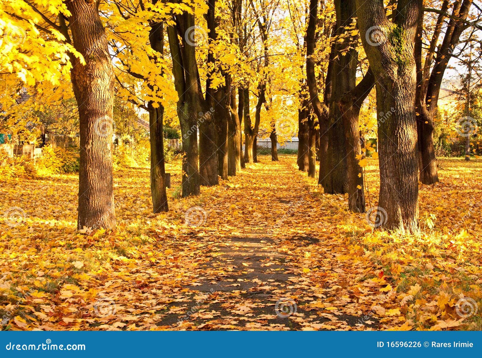 Autumn Park stock photo. Image of beauty, green, tree - 16596226