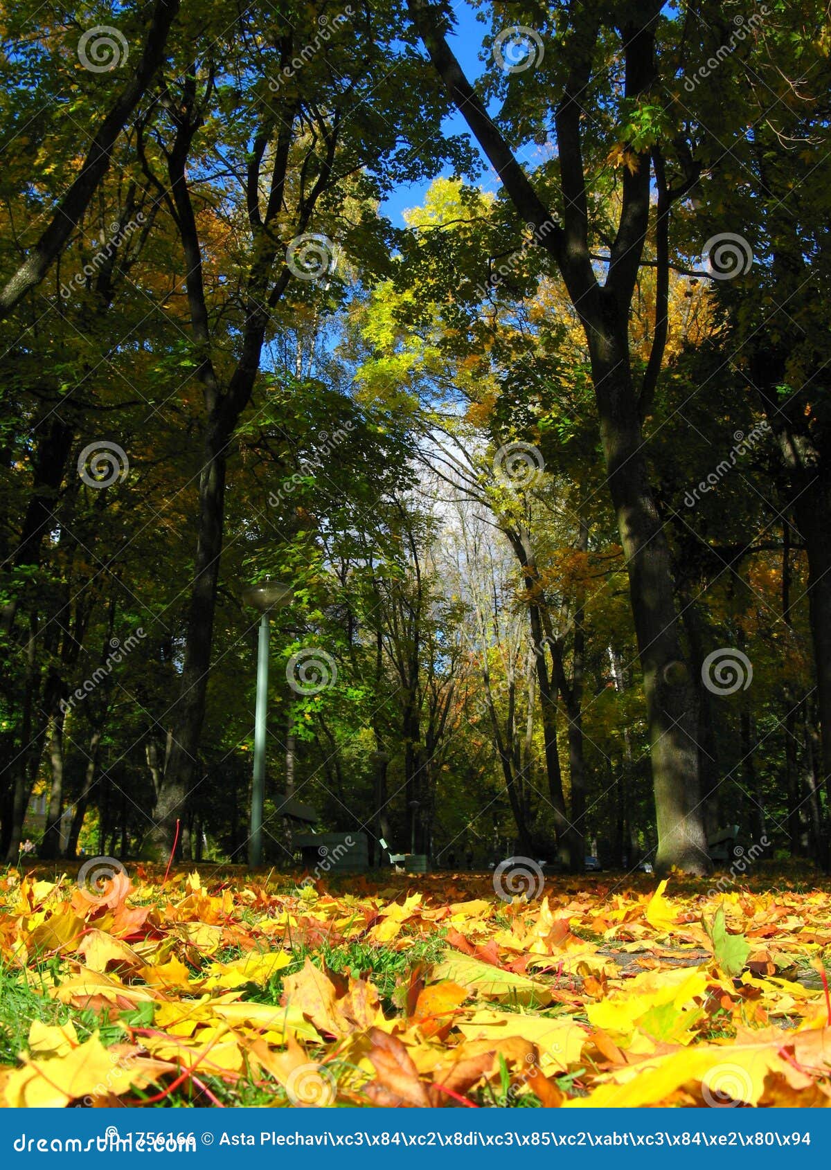 Autumn in park stock photo. Image of leafs, autumn, dried - 1756166