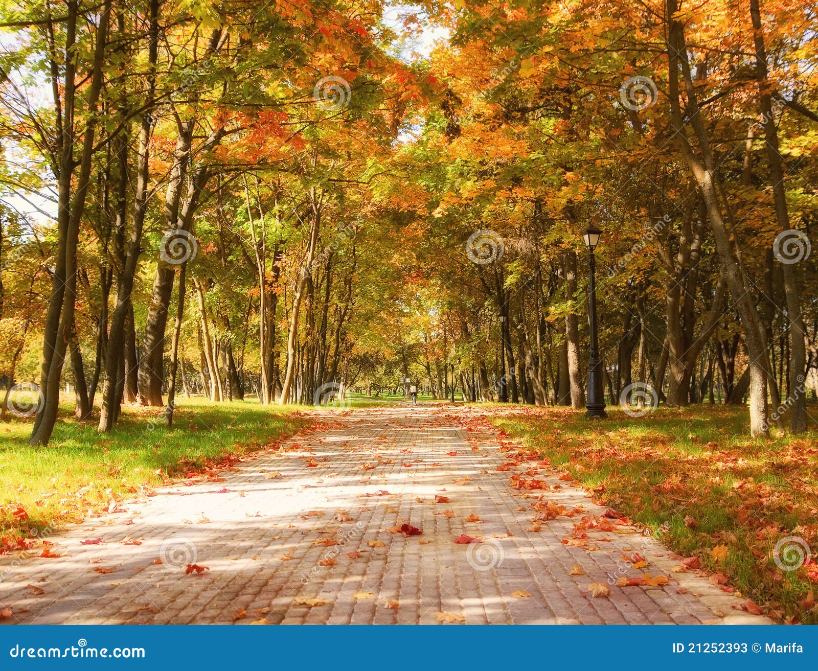 Autumn in the park stock image. Image of park, forest - 21252393