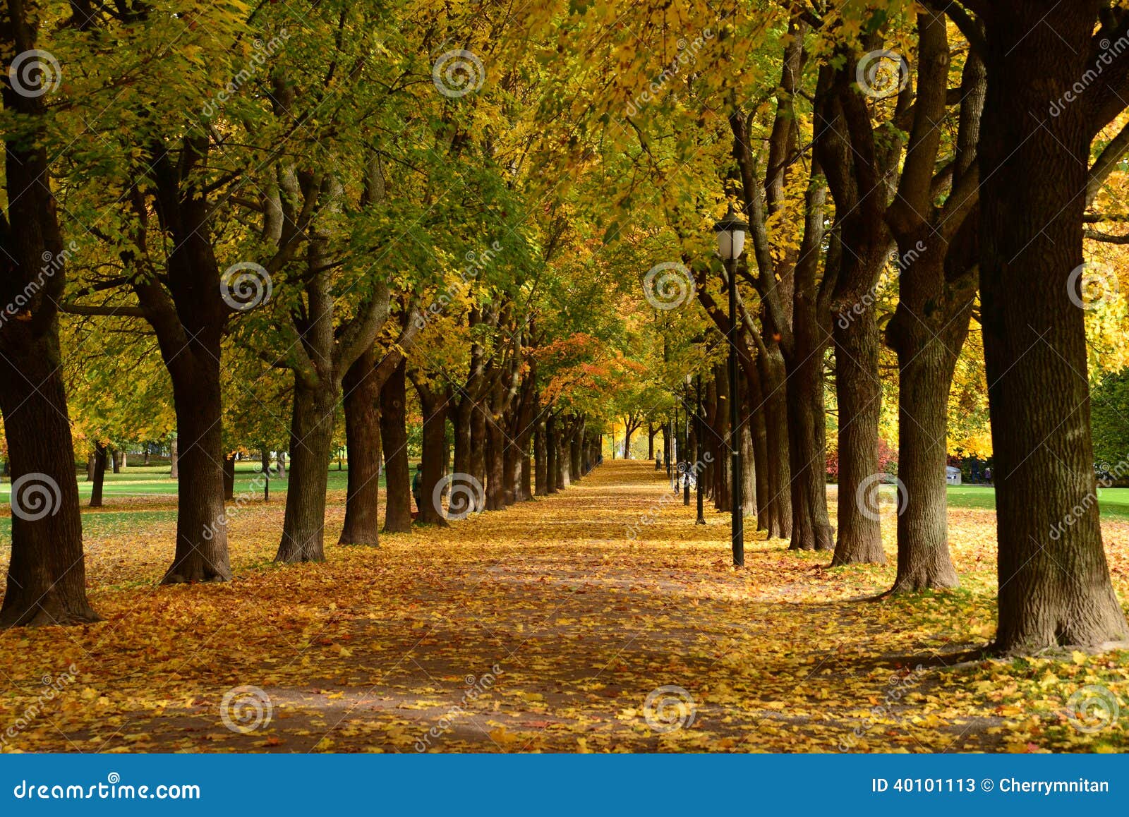 Autumn Park stock image. Image of autumn, park, landscapes - 40101113