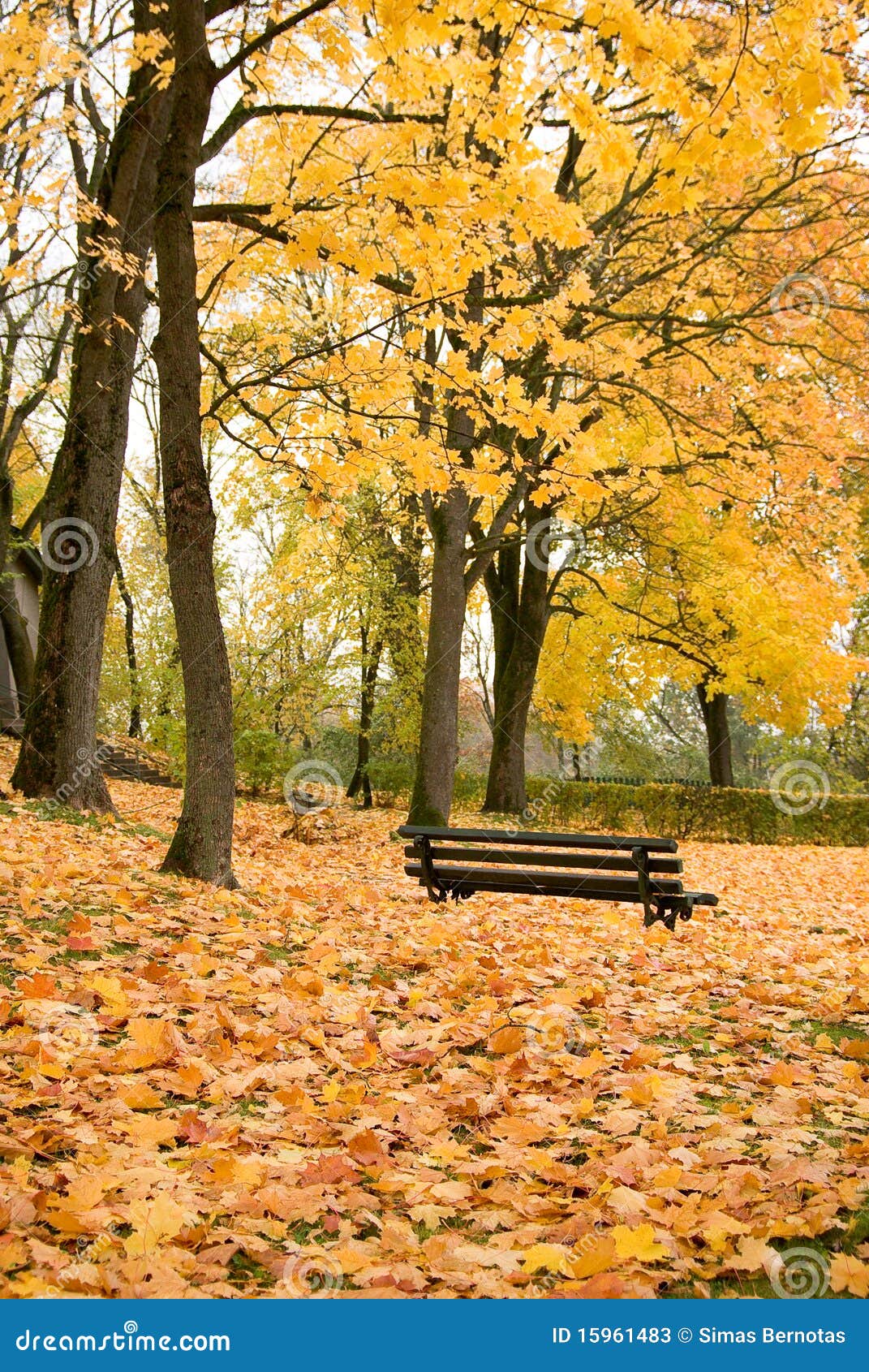 Autumn park with bench stock image. Image of leaves, environment - 15961483