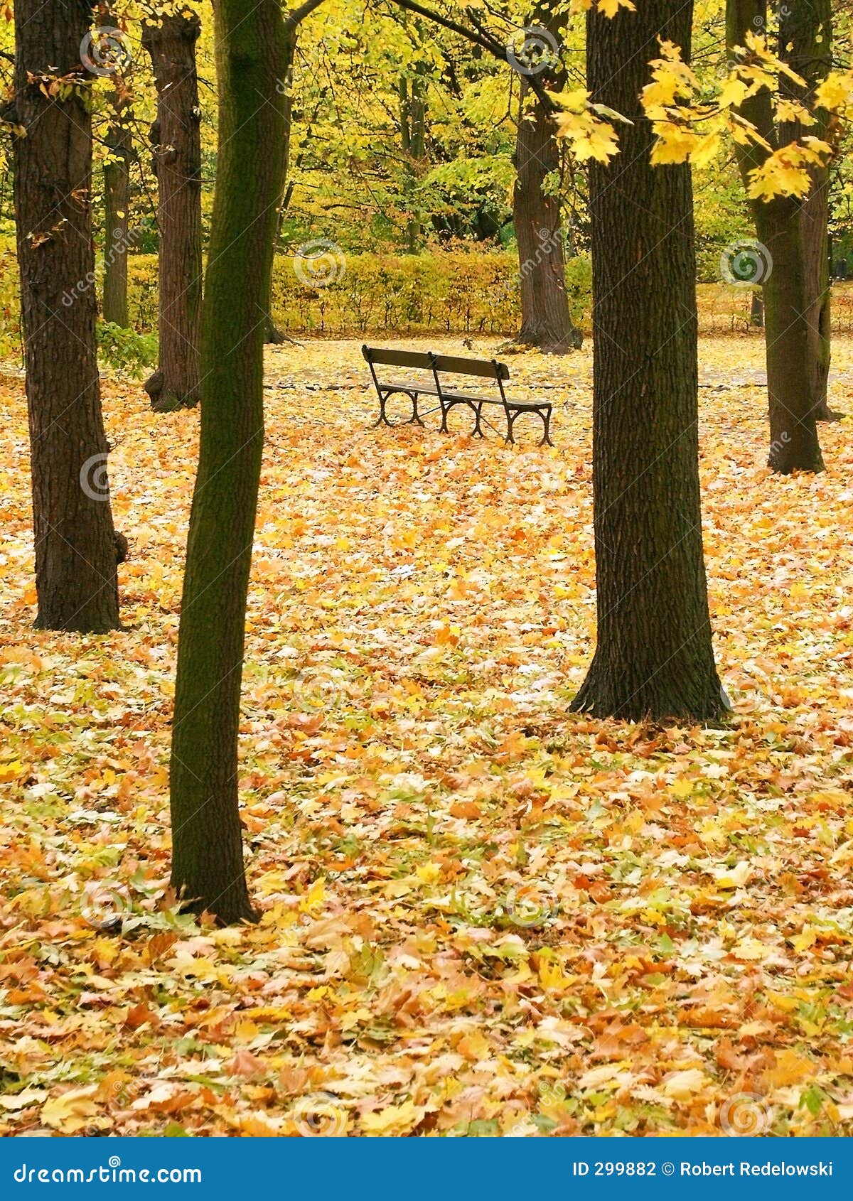 Autumn, Park, Bench stock photo. Image of pattern, fall - 299882
