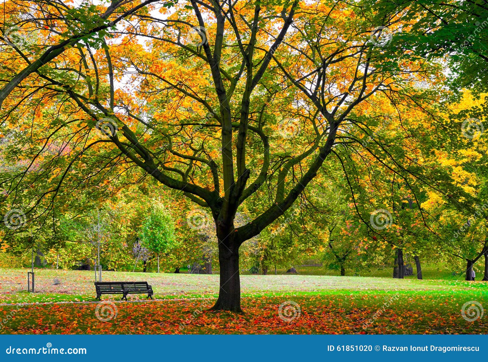 Autumn Park Bench stock photo. Image of trees, season - 61851020