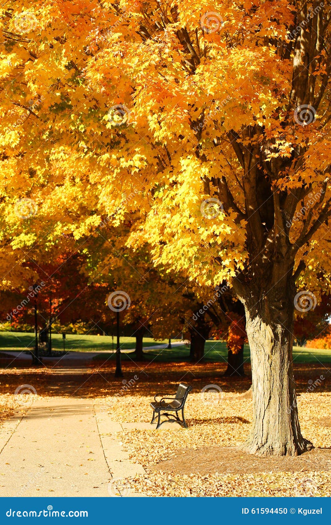 Autumn Park. Bench Under Yellow Maple Tree Stock Photo - Image of road ...