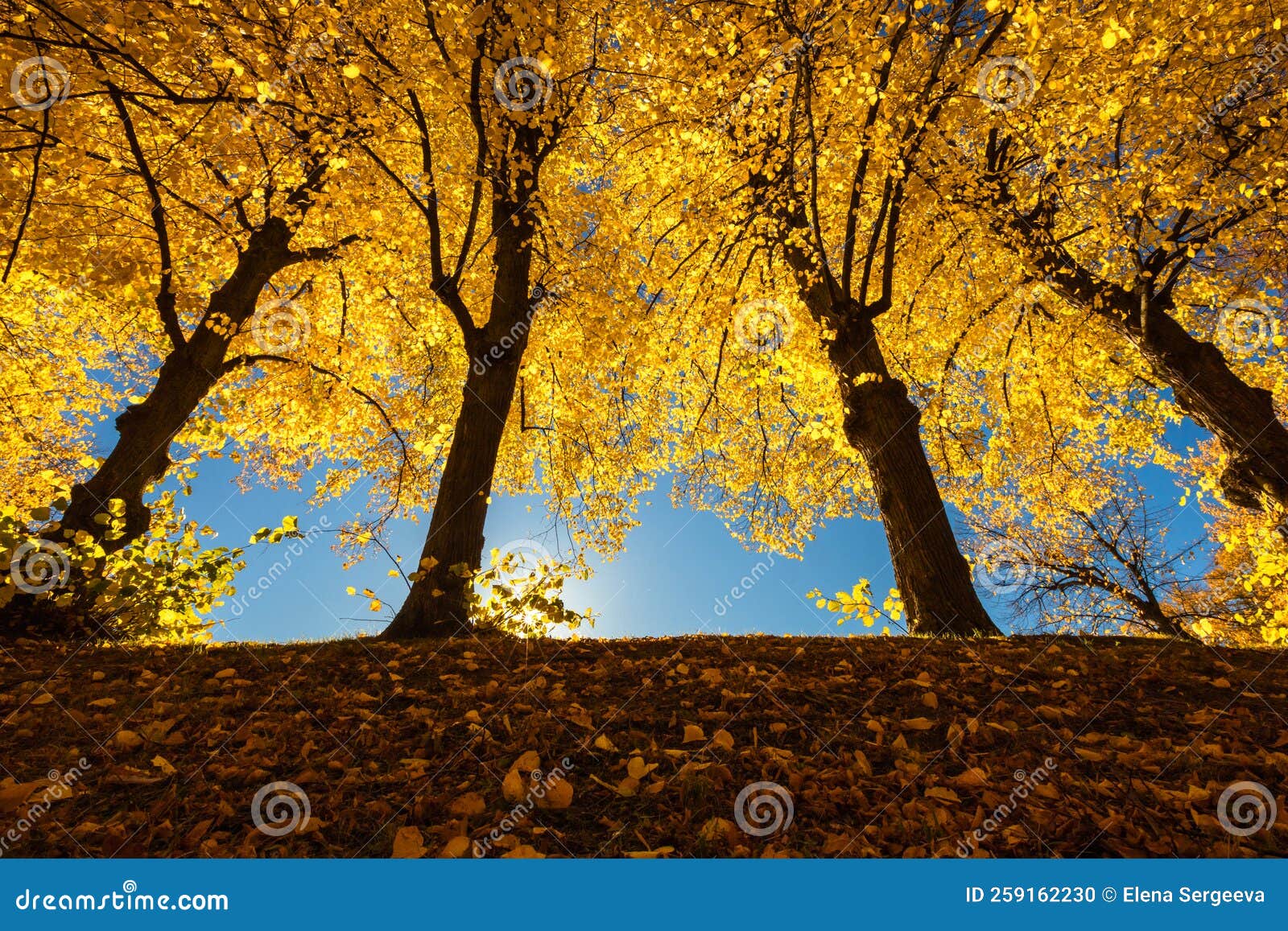 Autumn in the park stock photo. Image of leaves, environment - 259162230