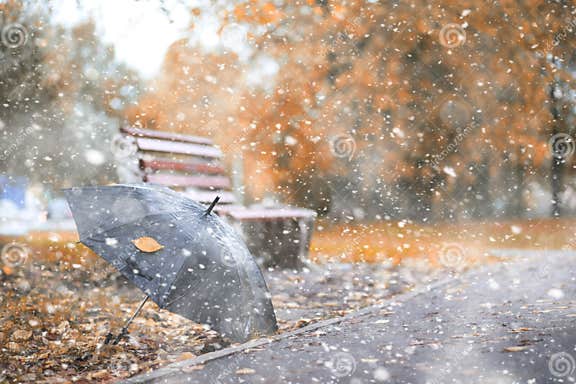 Autumn Park in the First Snow Stock Image - Image of cold, natural ...