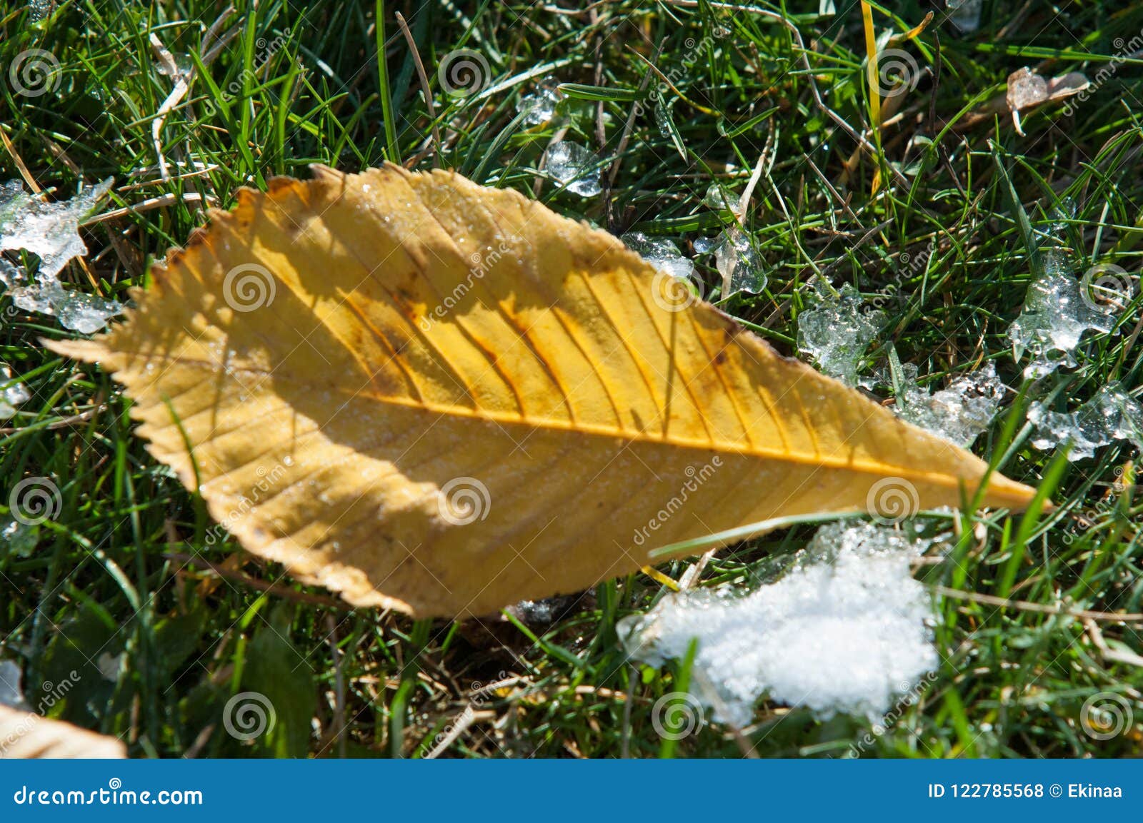 Autumn in the Park, the First Snow, the Leaves in the Snow. Red Stock ...