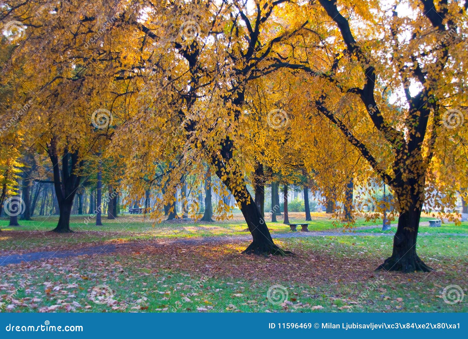 Autumn Park Landscape stock image. Image of nature, golden - 11596469