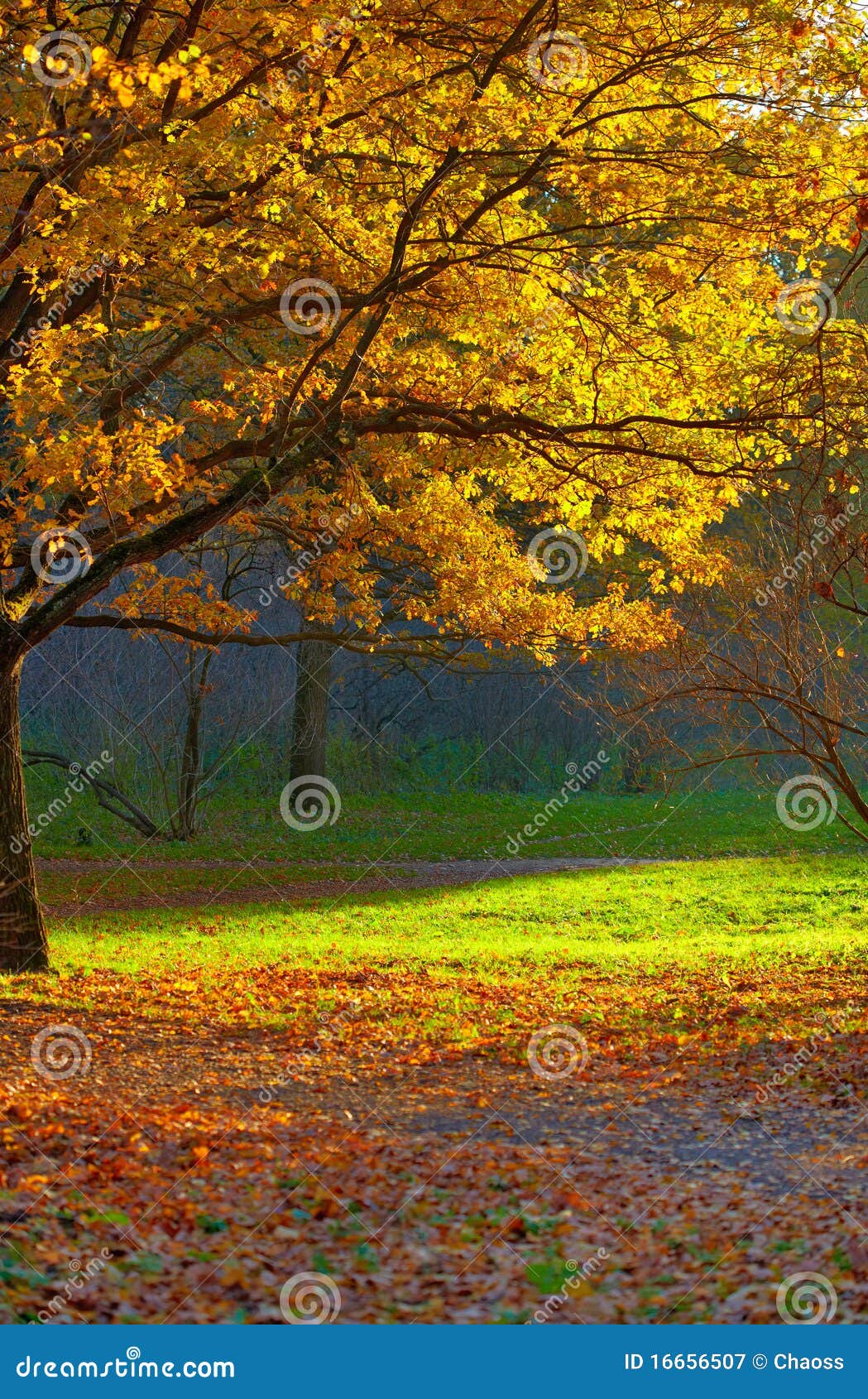 Autumn park landscape stock image. Image of russia, beauty - 16656507