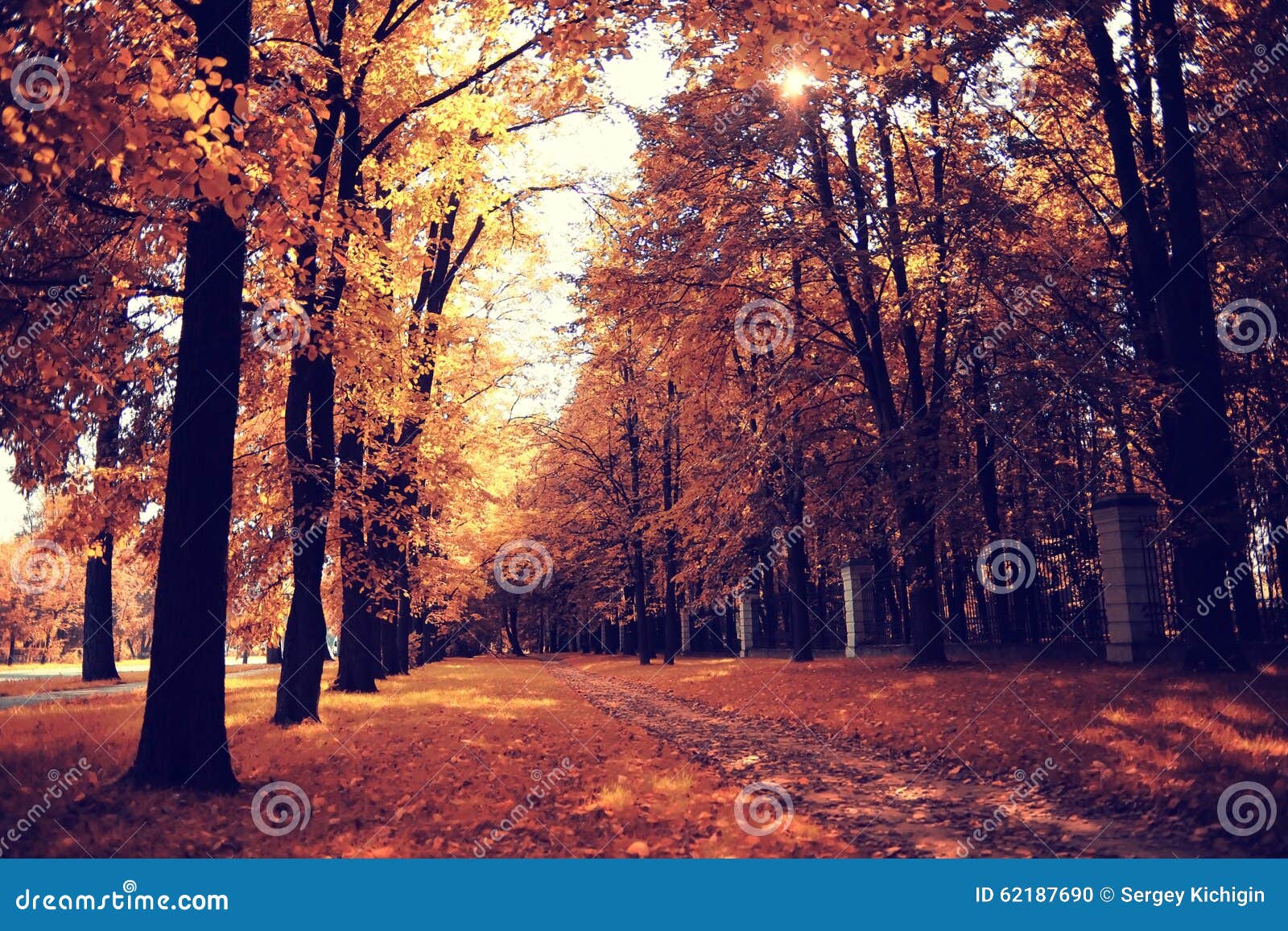 Autumn park landscape stock photo. Image of forest, beautiful - 62187690